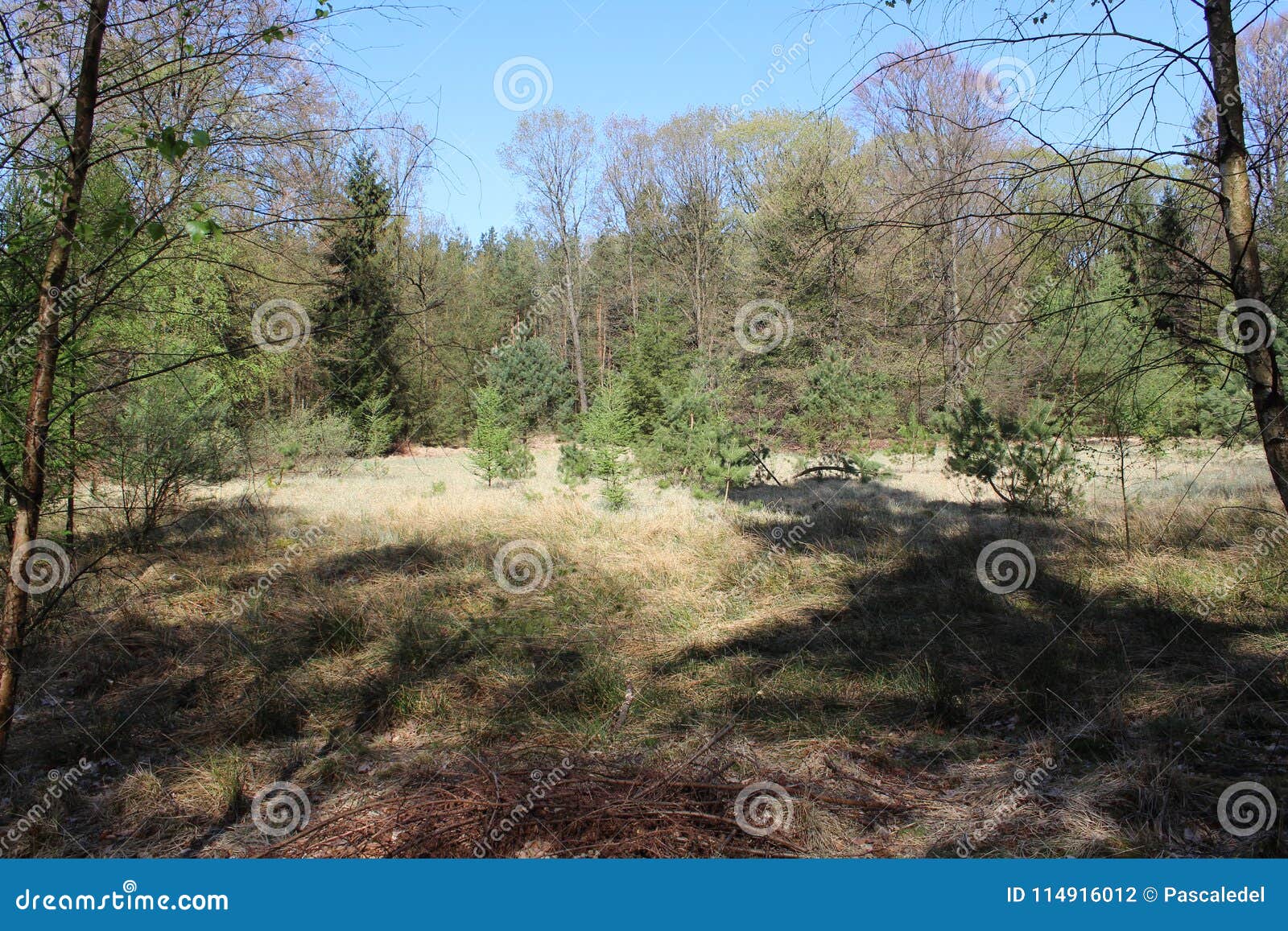 Opening in a Forest stock photo. Image of wood, mountain - 114916012