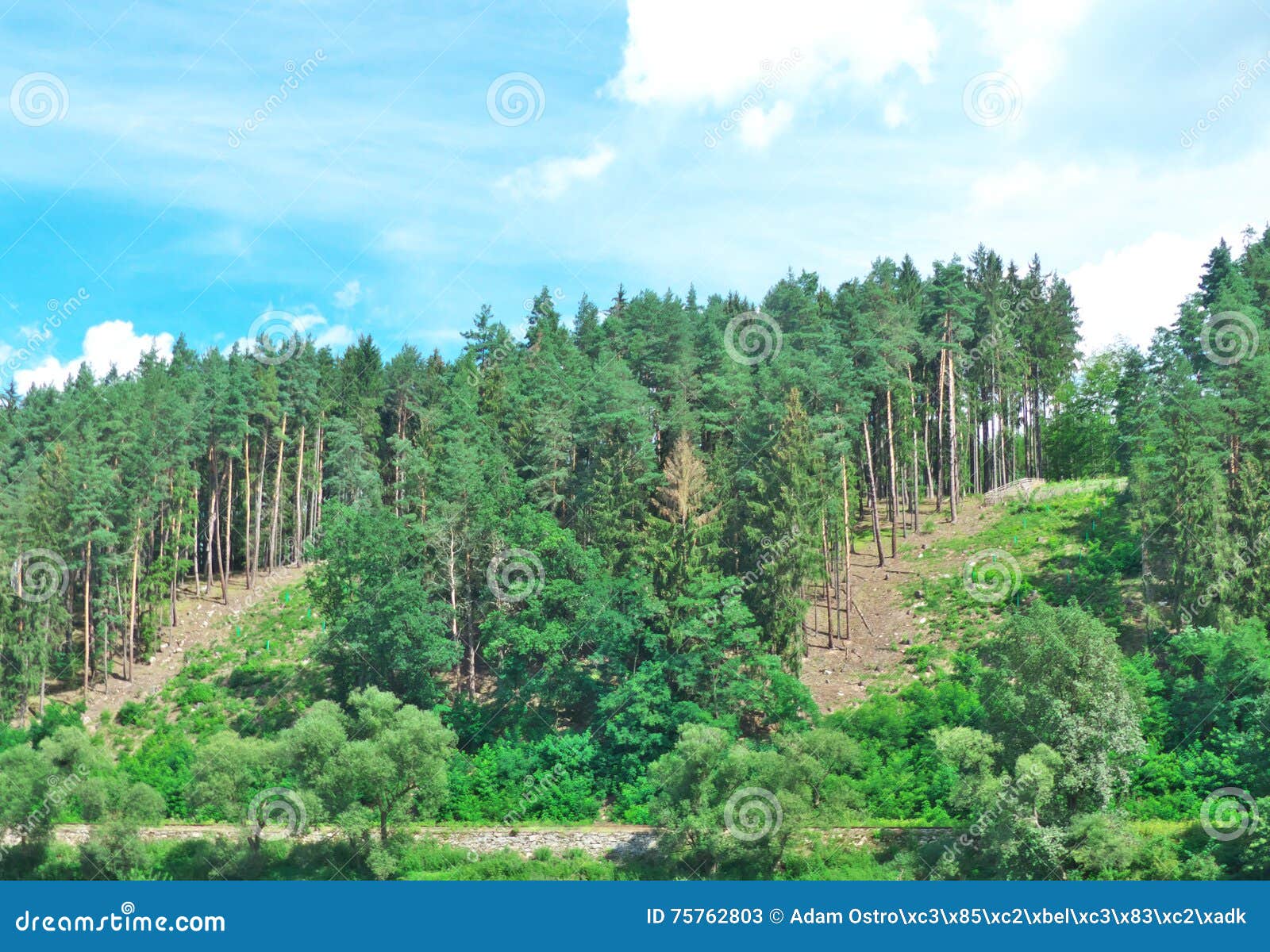 Opening in Forest stock image. Image of shadows, forest - 75762803