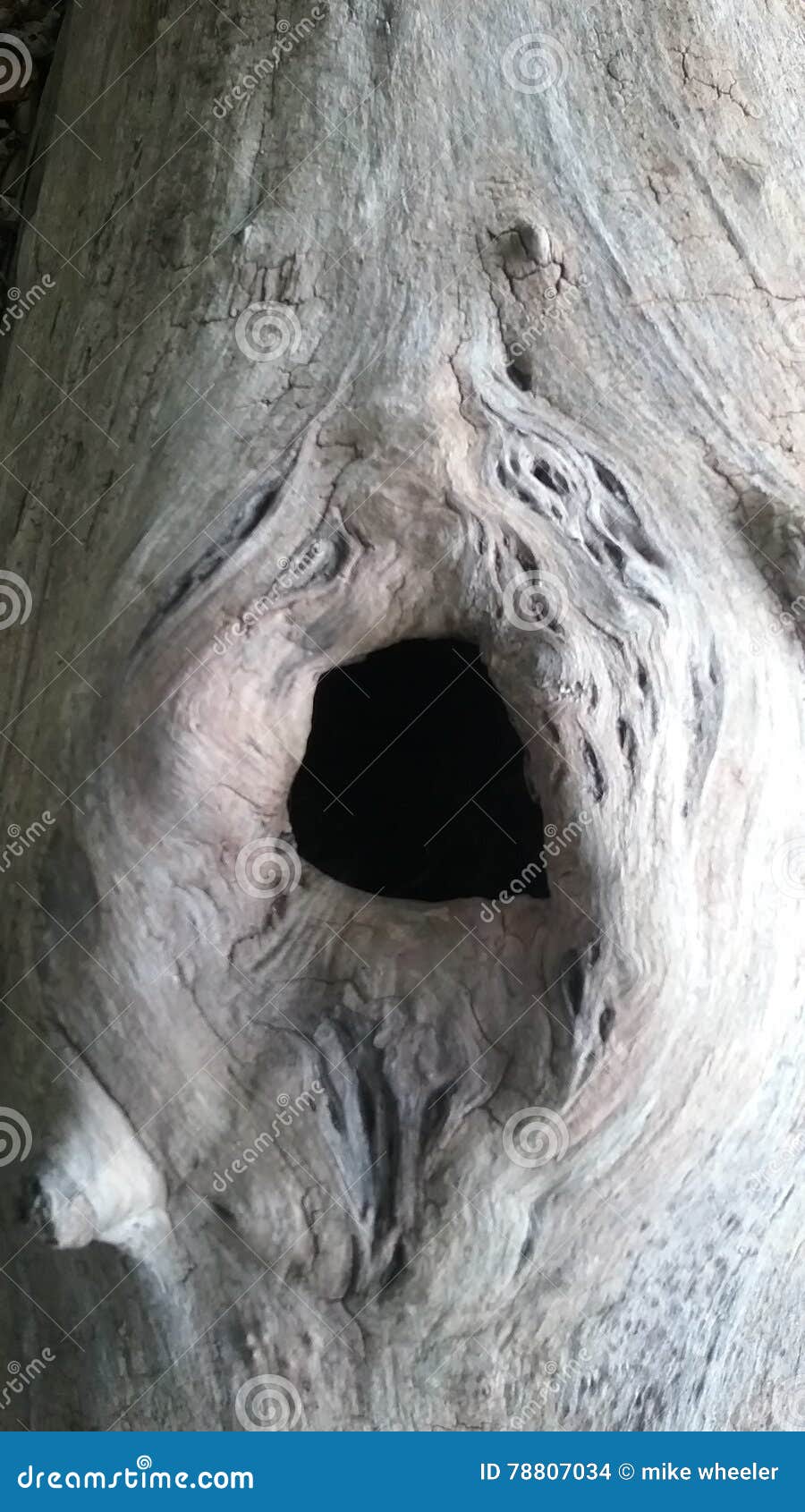 Opening stock photo. Image of sweet, hole, tree, opening - 78807034