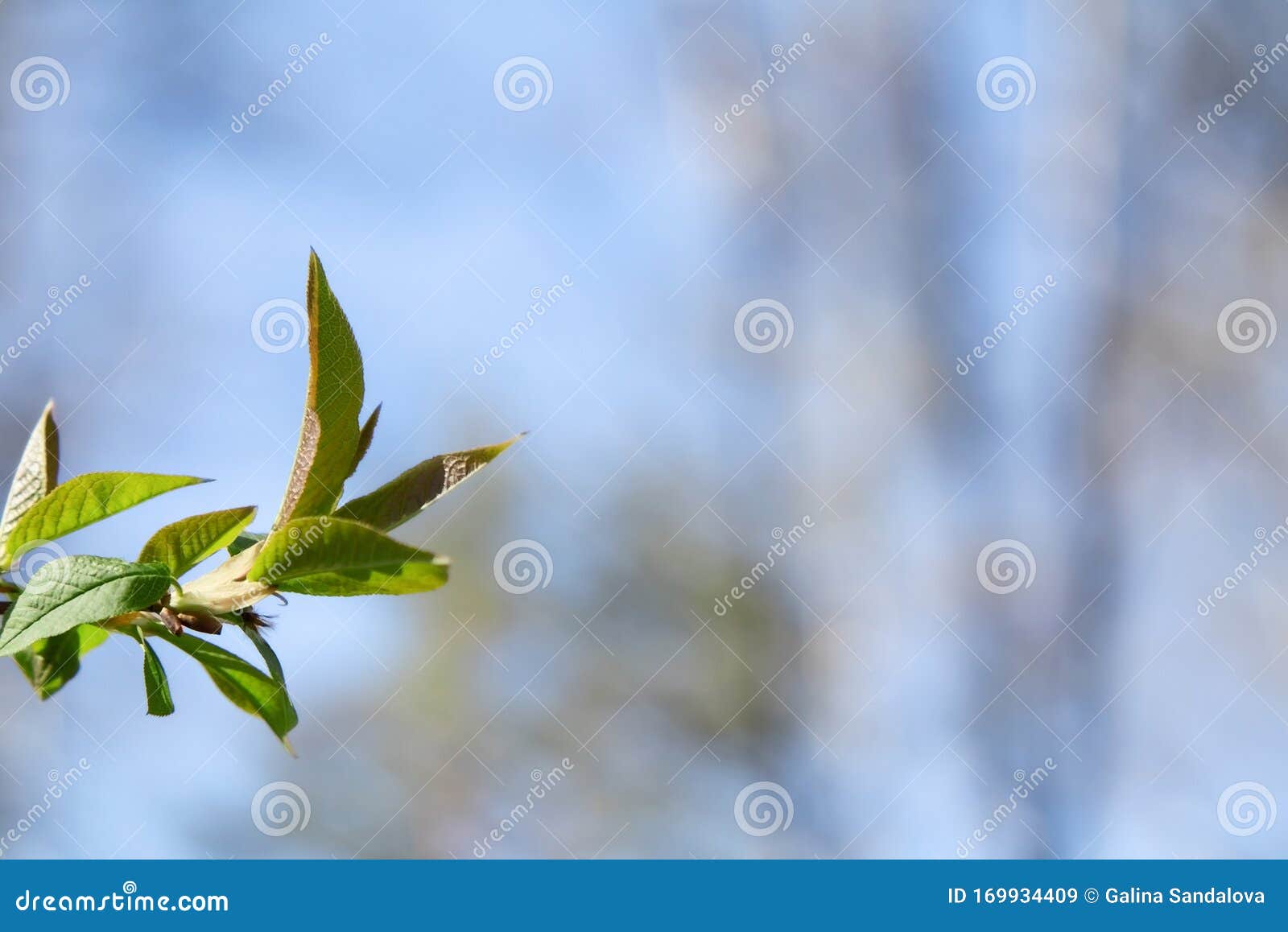 Opening Leaves on a Tree Branch in a Spring Forest Stock Image - Image ...