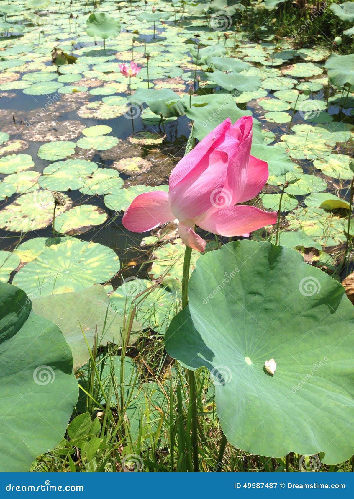 Opening lotus stock image. Image of bloom, flower, opening - 49587487