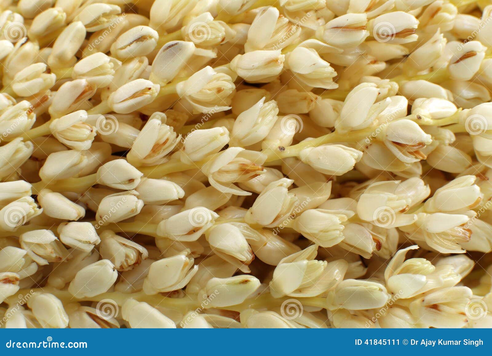 Opening of Male Dates Flowers Stock Image - Image of delicious, arabic ...