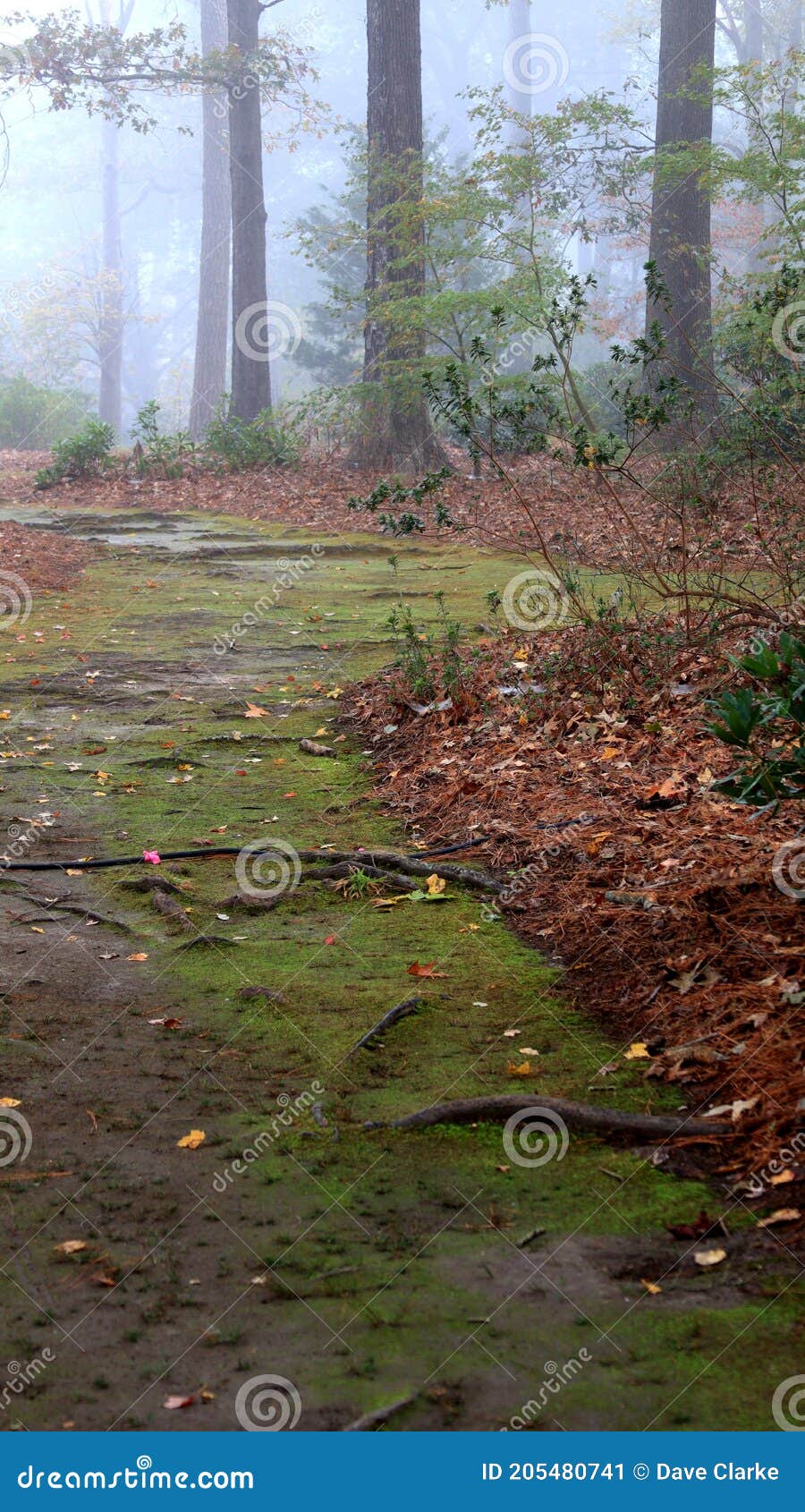 Misty forest in fall stock image. Image of landscape - 205480741