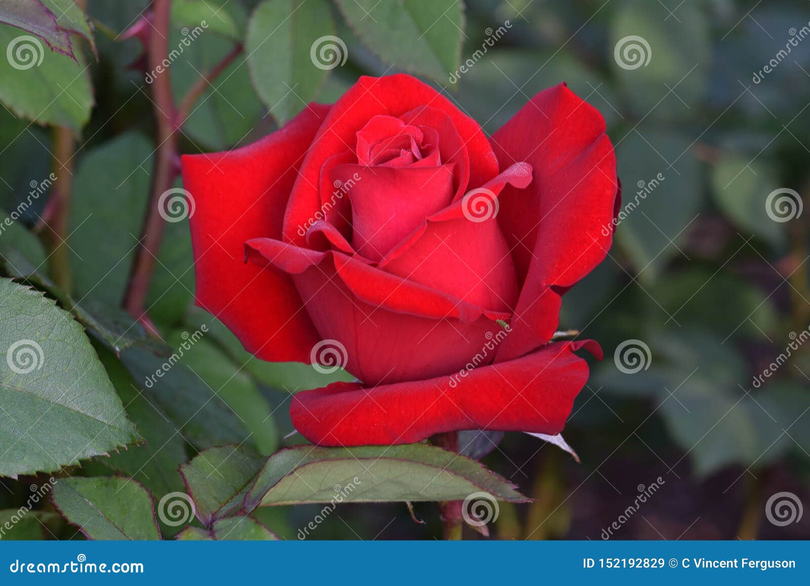 Blood Red Opening Night Red Rose 05 Stock Image - Image of nature ...