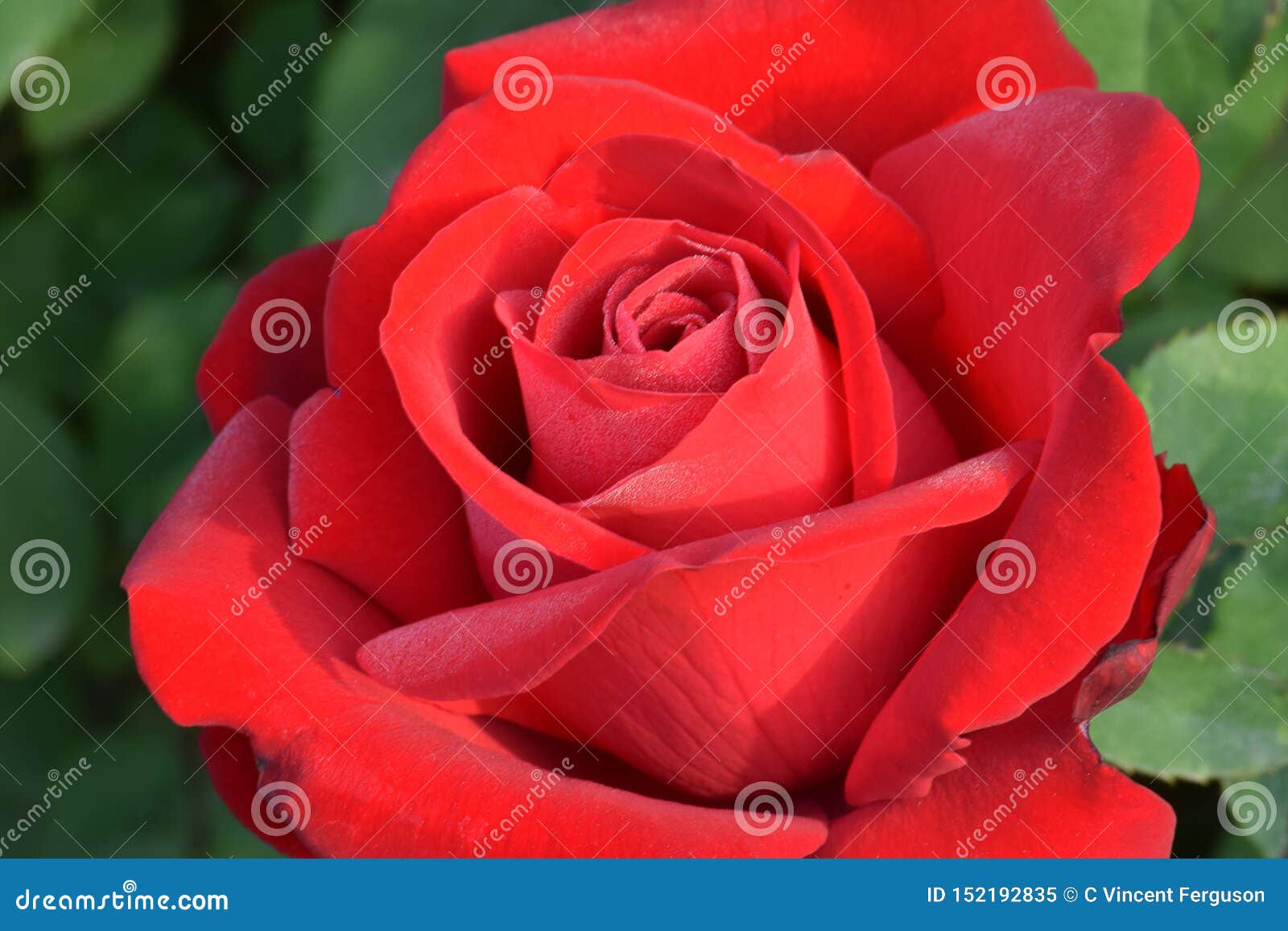 Blood Red Opening Night Red Rose 01 Stock Image - Image of floribunda ...