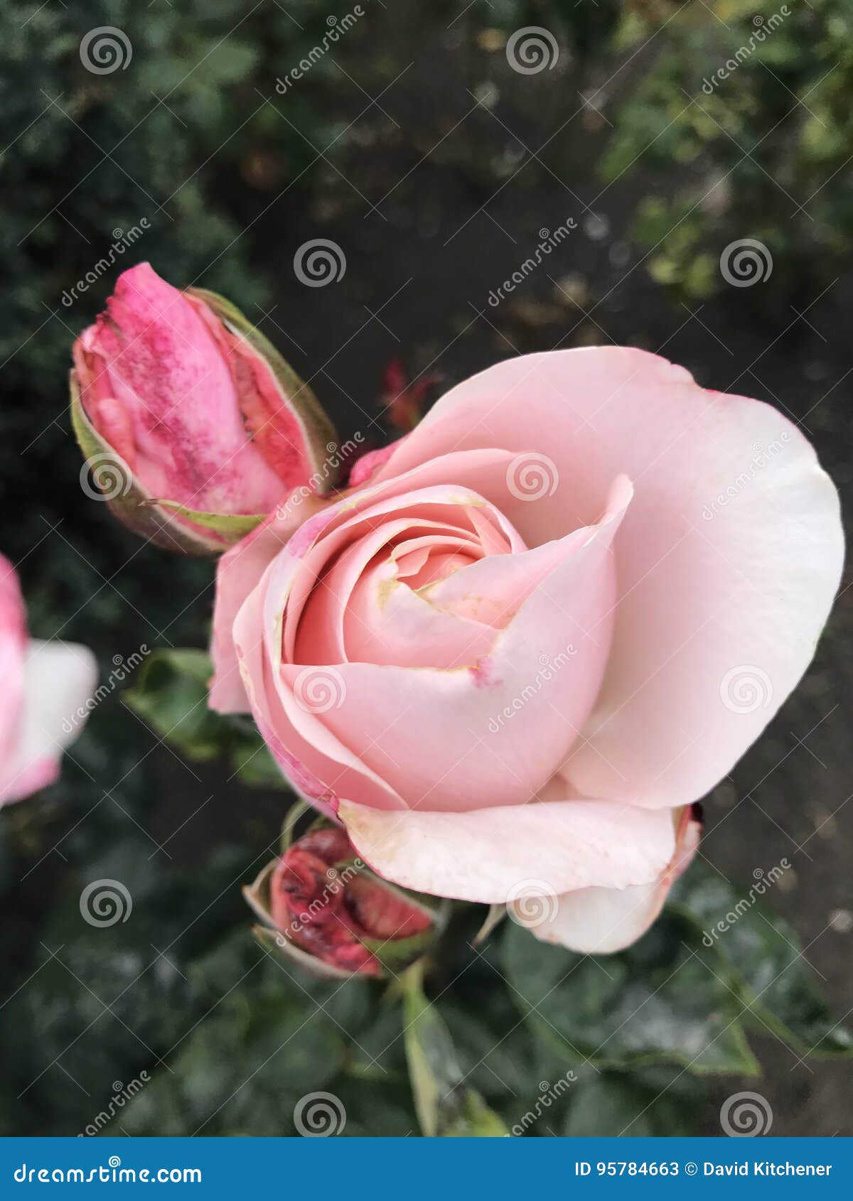 The opening stock image. Image of flower, blooming, pink - 95784663