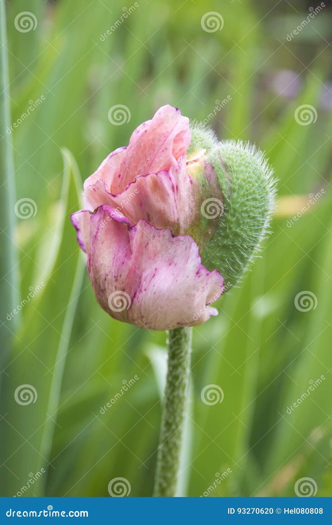 Opening poppy bud stock photo. Image of close, colorful - 93270620