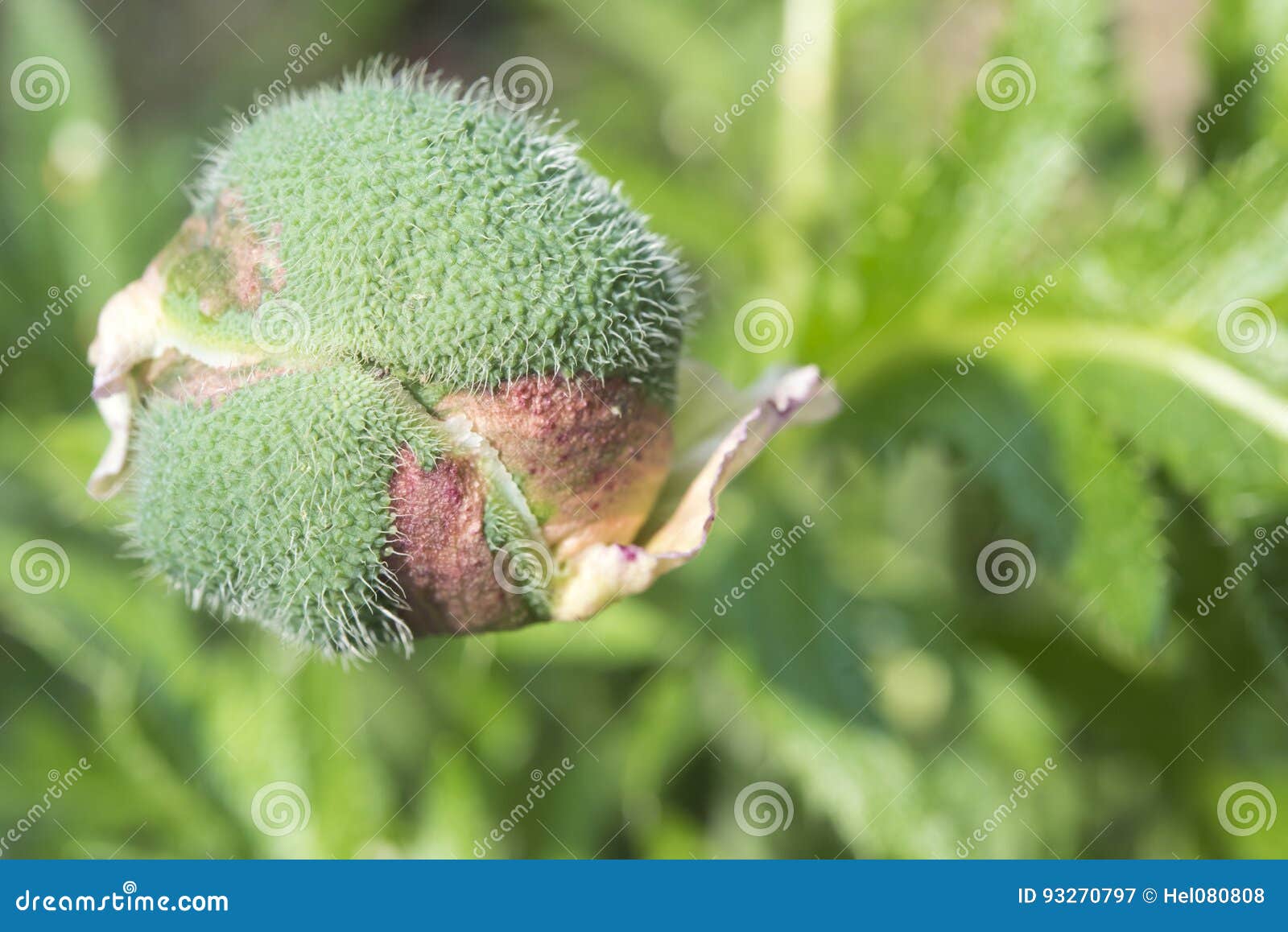 Opening poppy bud stock image. Image of birth, colors - 93270797