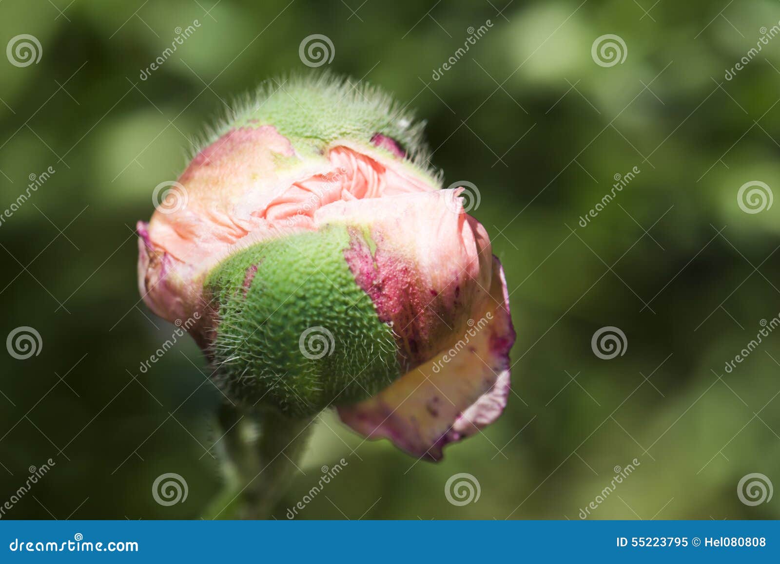 Opening Poppy stock image. Image of blooming, plant, flowering - 55223795