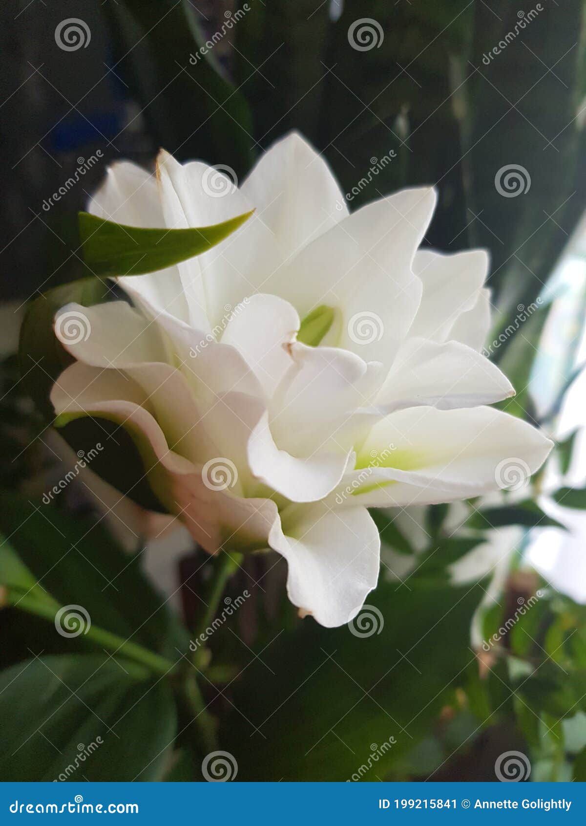 Roselilly Stock Photos - Free & Royalty-Free Stock Photos from Dreamstime