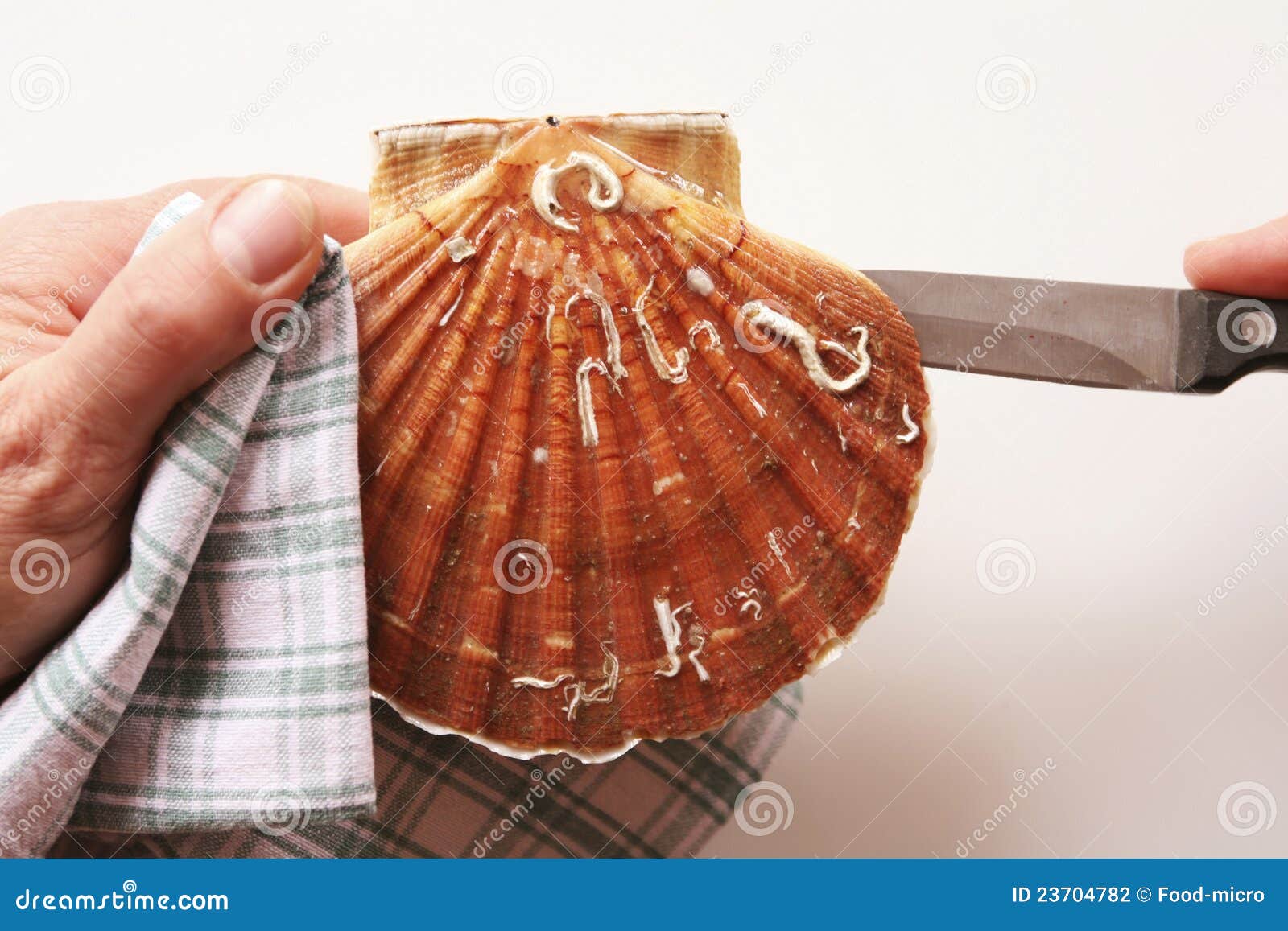 Opening a scallop stock photo. Image of ingredient, scallop - 23704782