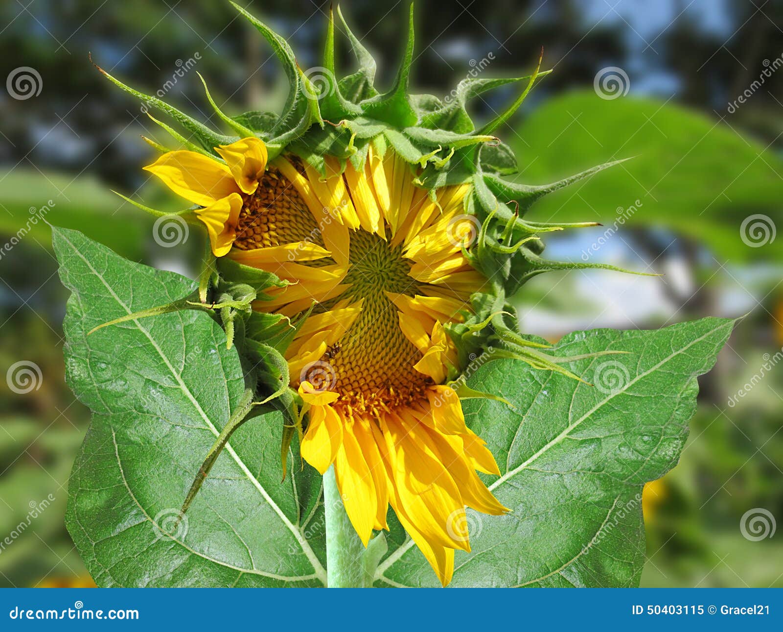Opening sunflower stock image. Image of green, leaves - 50403115