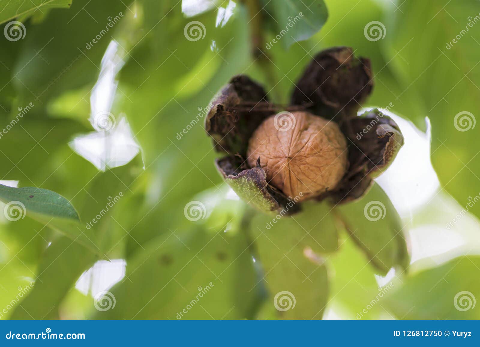 Opening walnut shell stock photo. Image of agriculture - 126812750