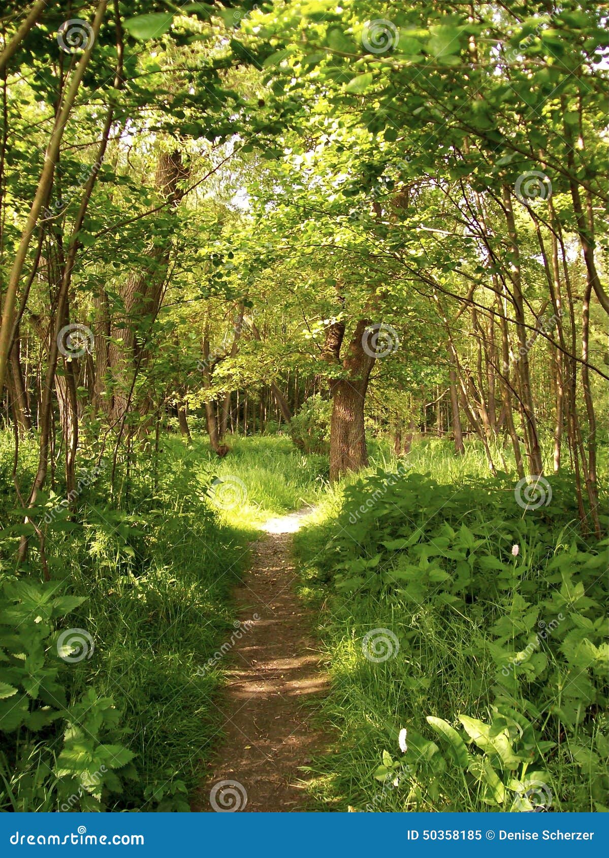 Opening stock image. Image of trees, tree, green, nature - 50358185