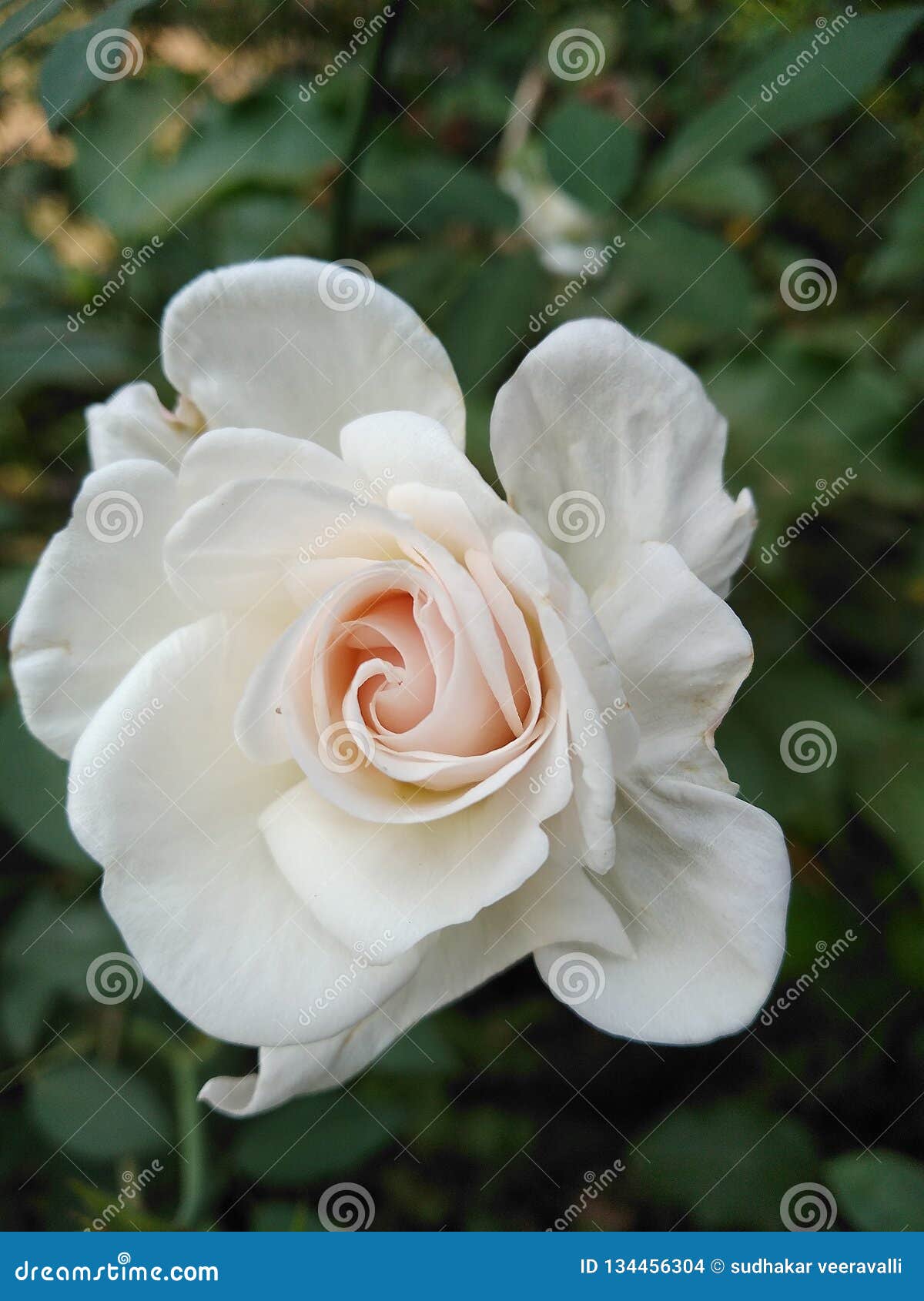Opening white rose stock photo. Image of morning, beautiful - 134456304