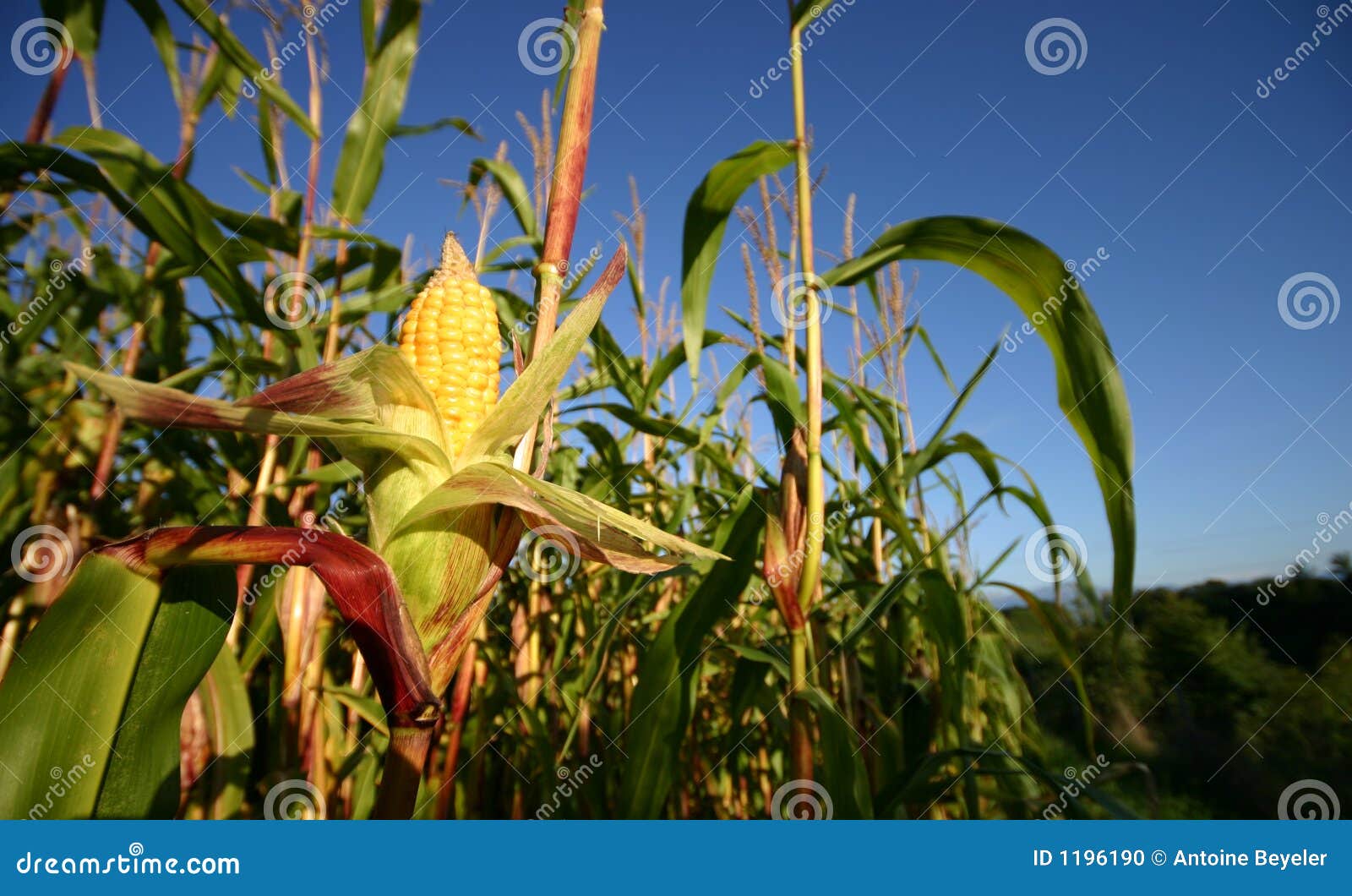 Openned corn crop. stock photo. Image of angle, tilling - 1196190