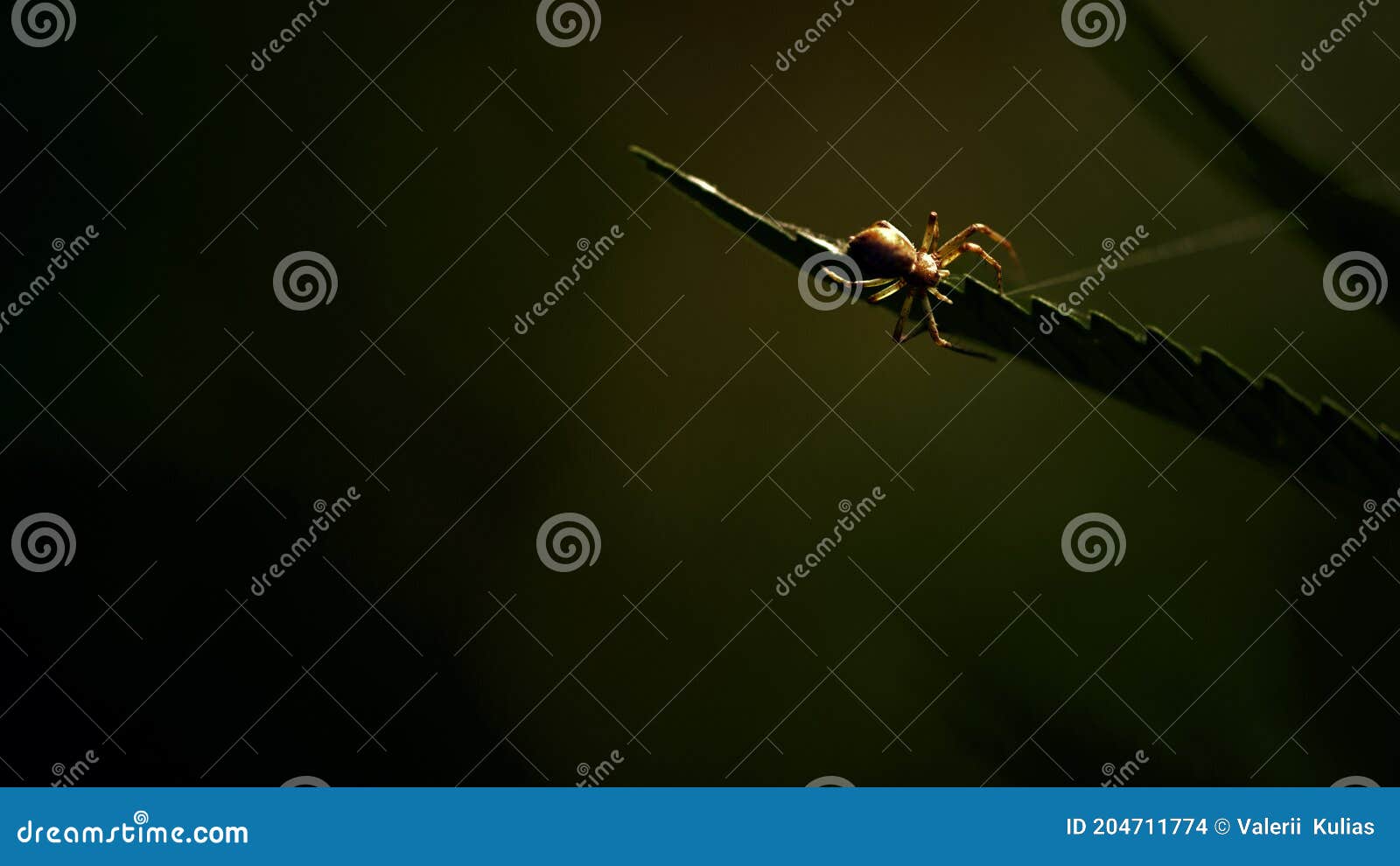 A Small Spider at the Tip of a Cannabis Leaf. Stock Photo - Image of ...