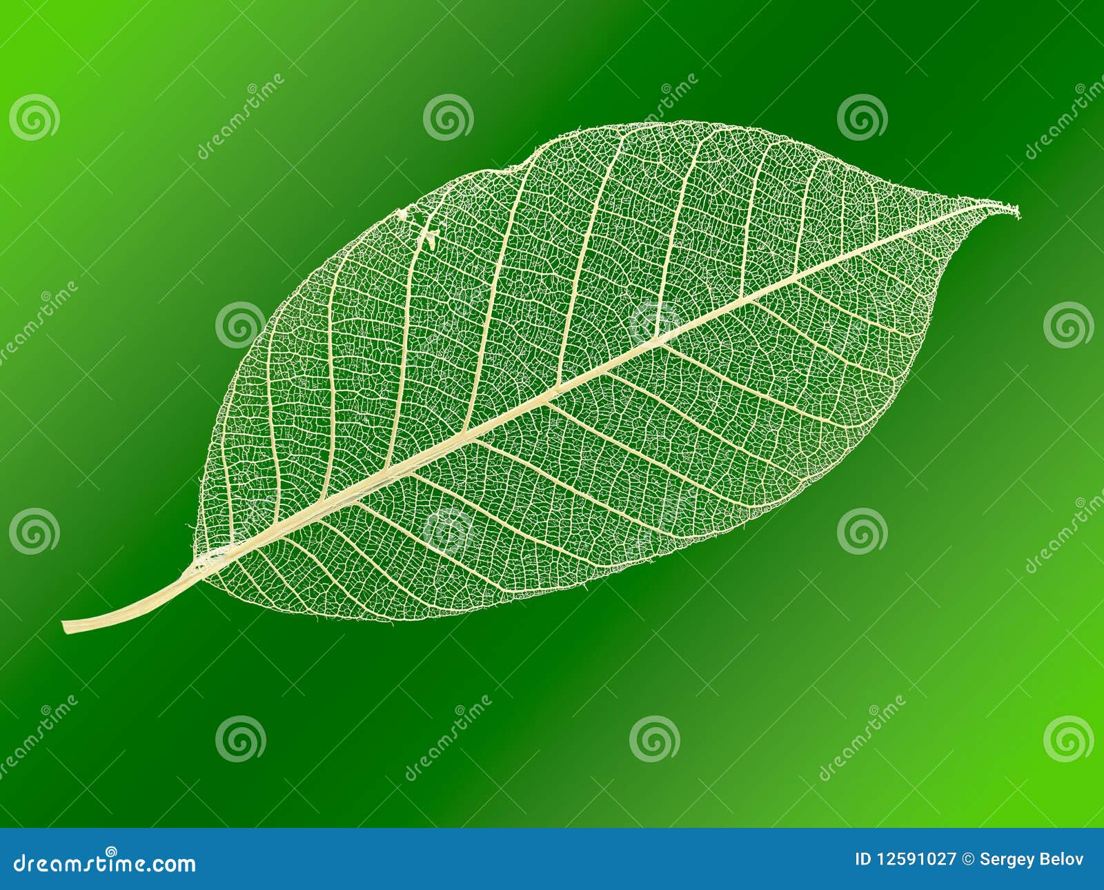 Openwork leaf. stock image. Image of beauty, decorative - 12591027