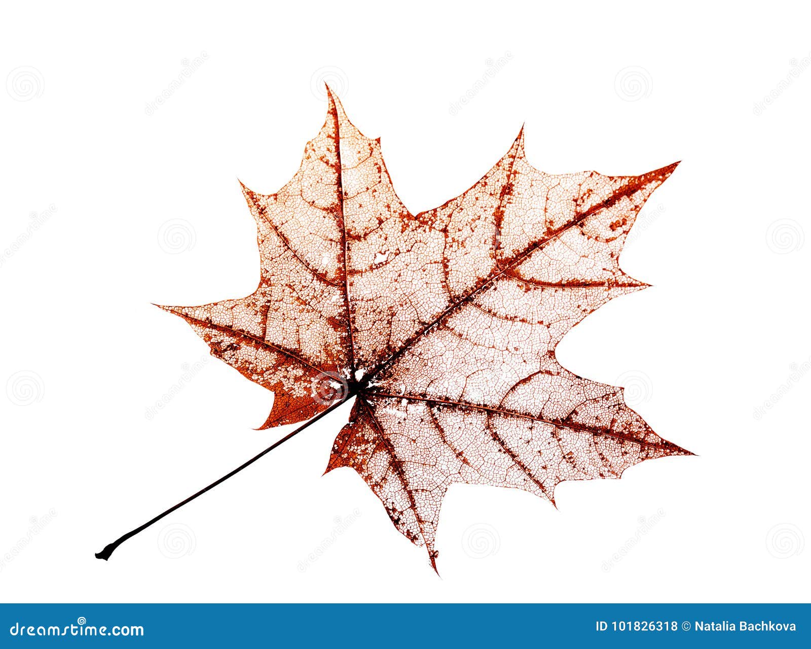 Openwork Translucent Skeleton Leaf of the Maple on White Background ...