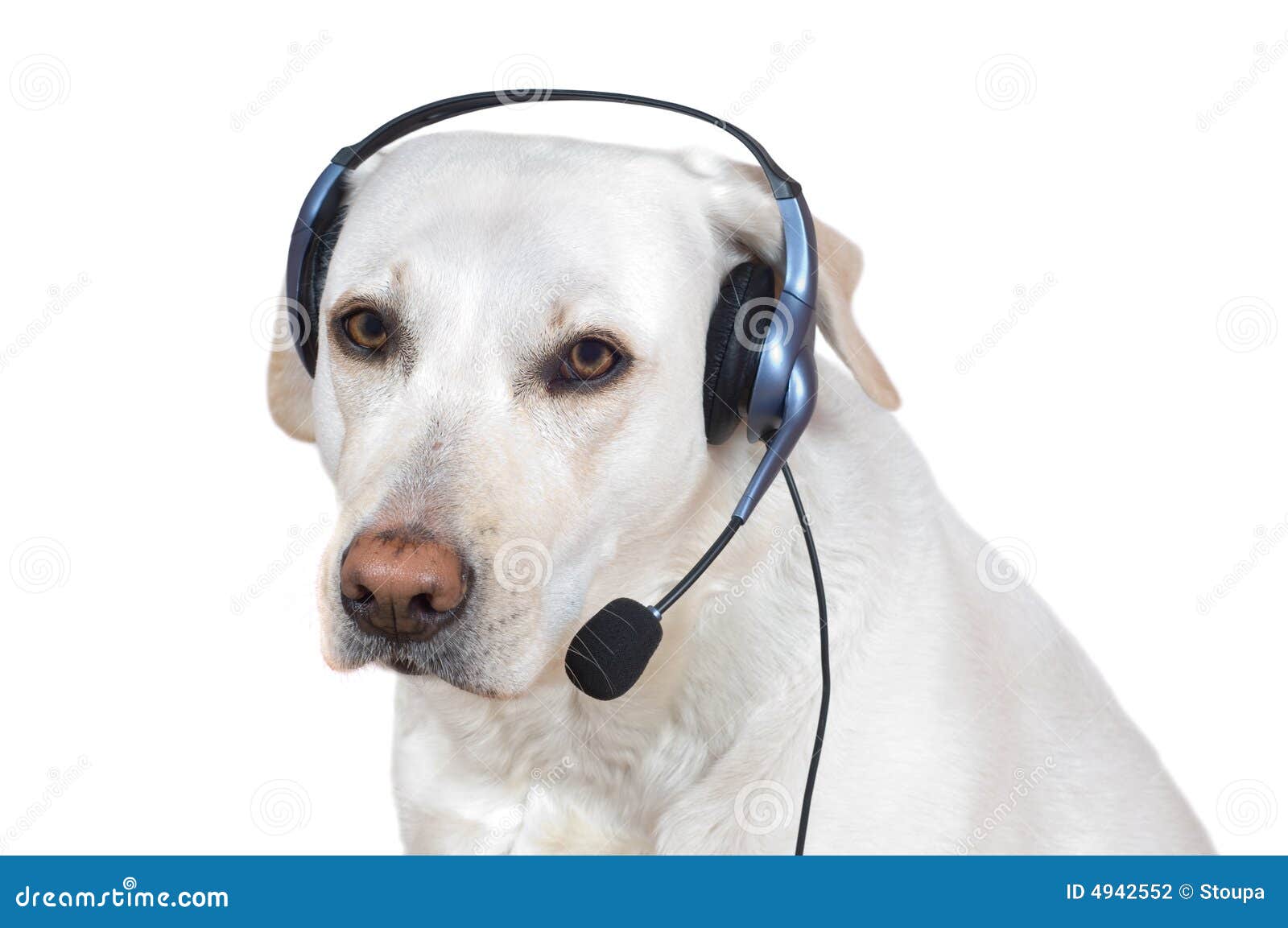 Operador De La Ayuda Del Perro Foto de archivo - Imagen de ayudante ...