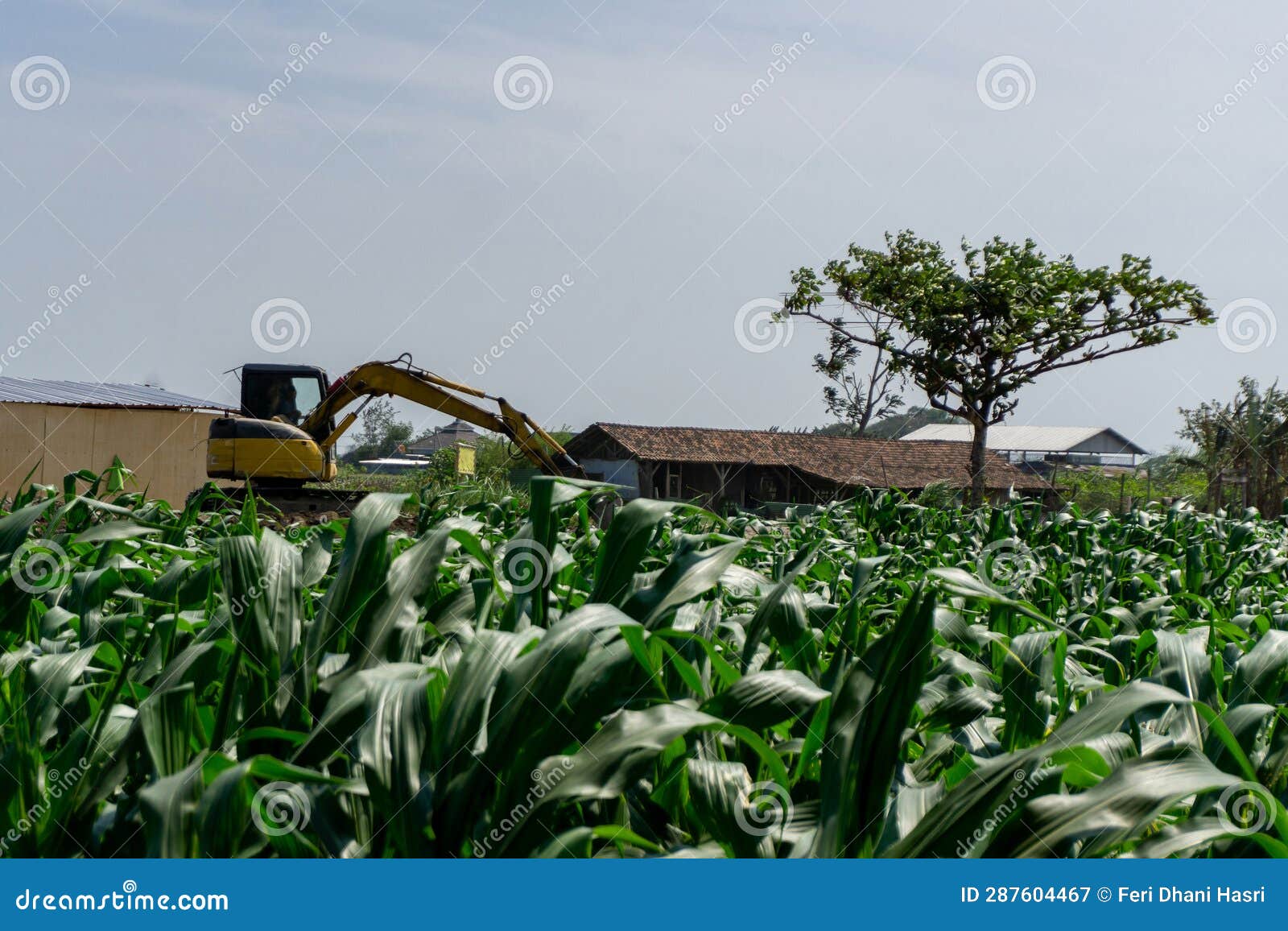 An Operating Excavator in the Corn Field. Corn Cob Machinery Processing ...