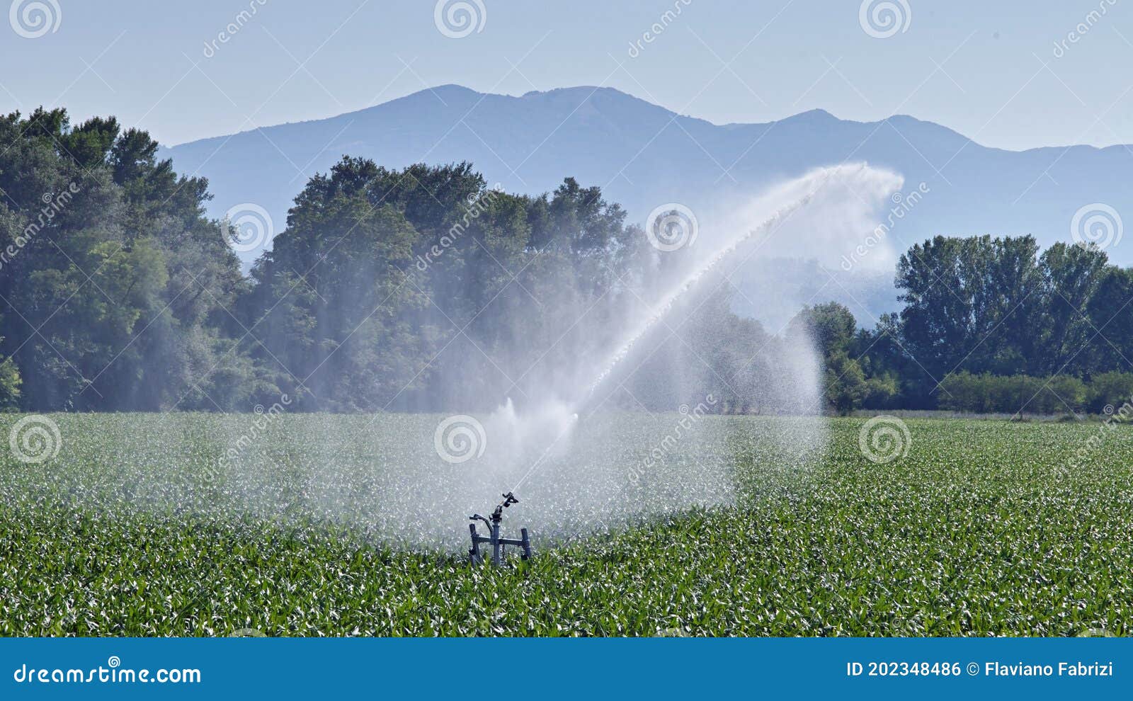 Operating Sprinkler on a Corn Field Stock Photo - Image of farm ...