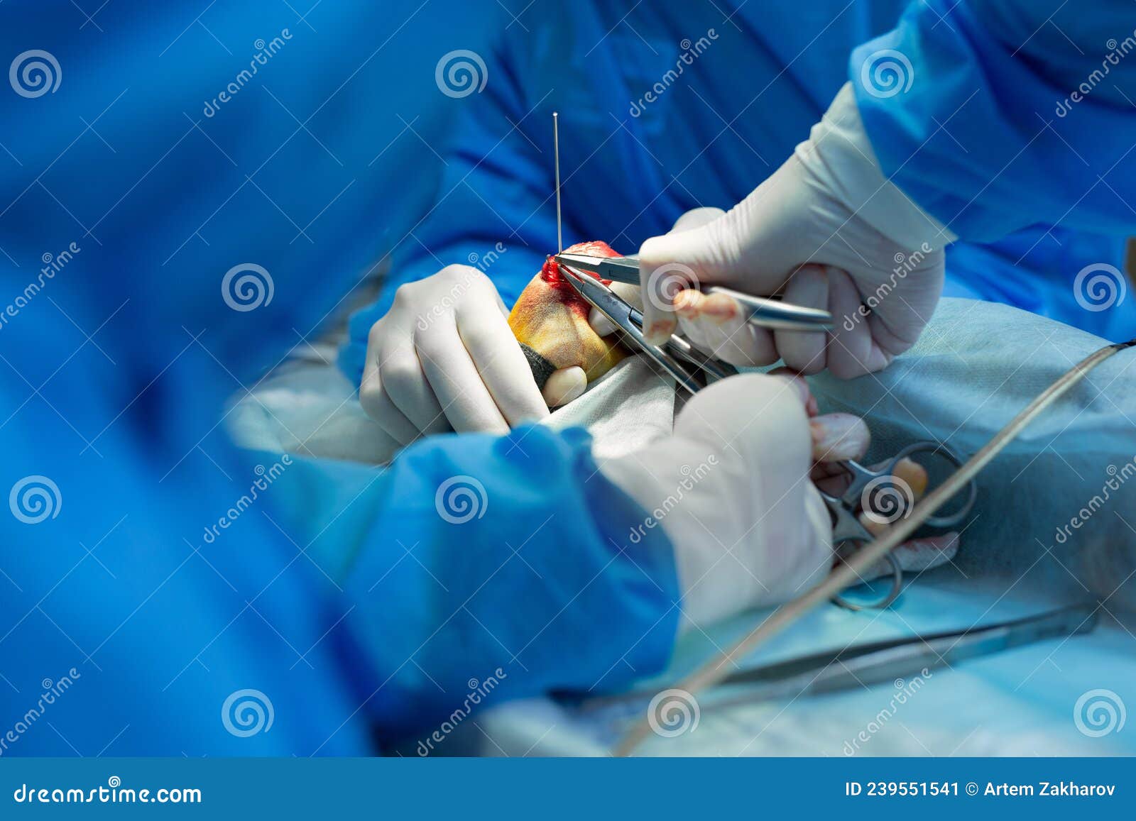 Operation Paws Dog in a Veterinary Clinic. Stock Image - Image of ...