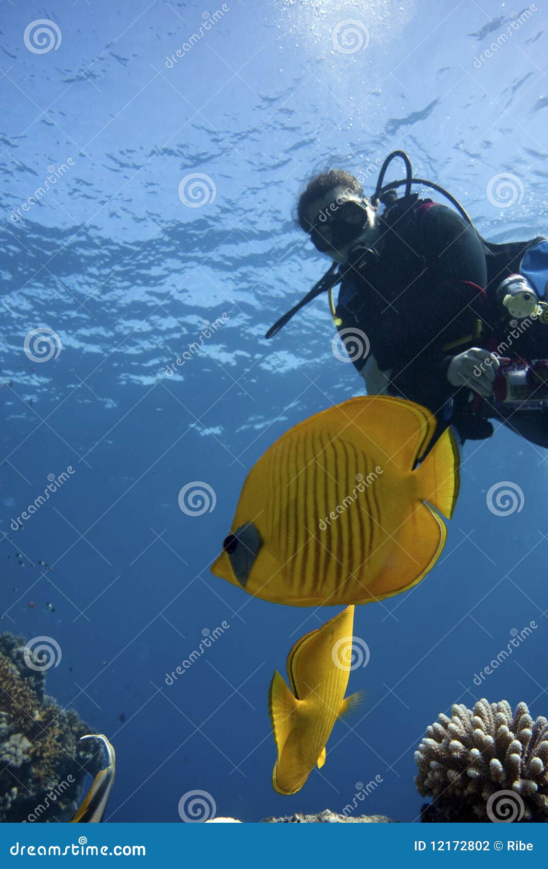 Operatore Subacqueo Di Scuba in Mare Tropicale Fotografia Stock ...