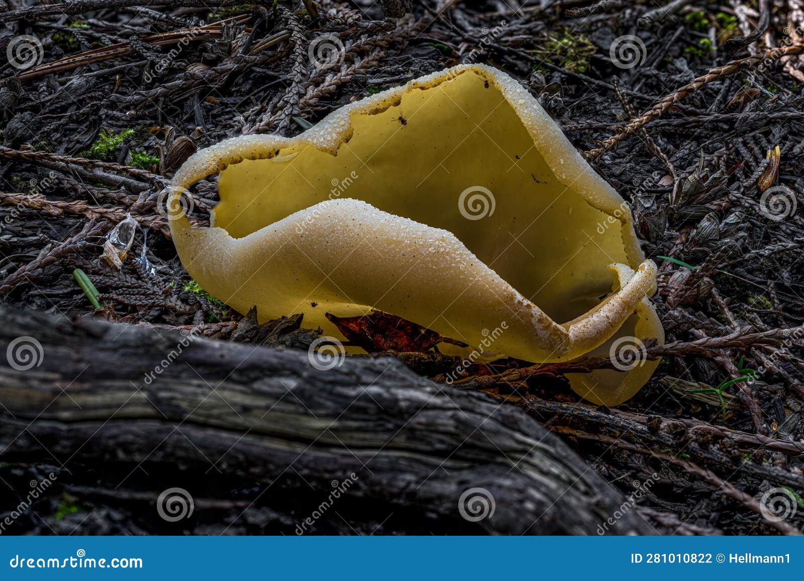 Operculate Cup Stock Photos - Free & Royalty-Free Stock Photos from ...