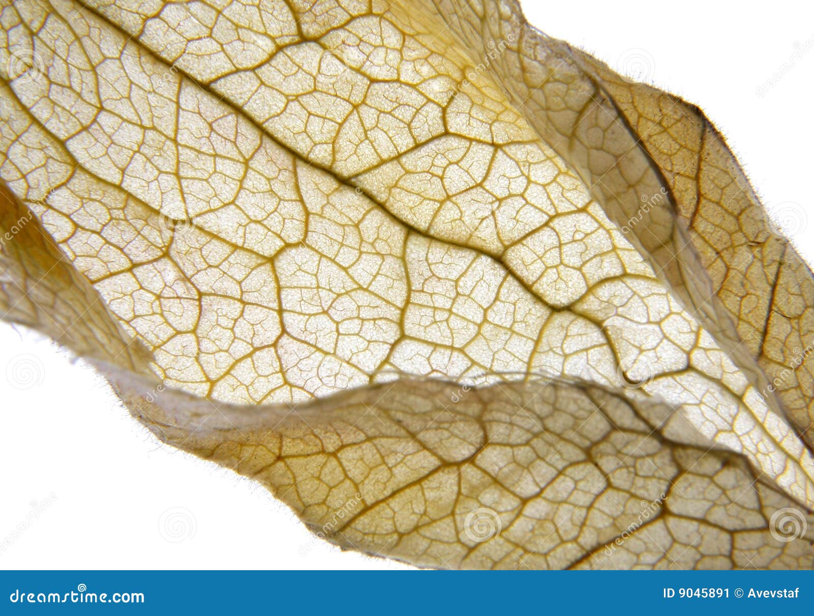 Opgedroogd blad stock afbeelding. Image of macro, leeftijd - 9045891