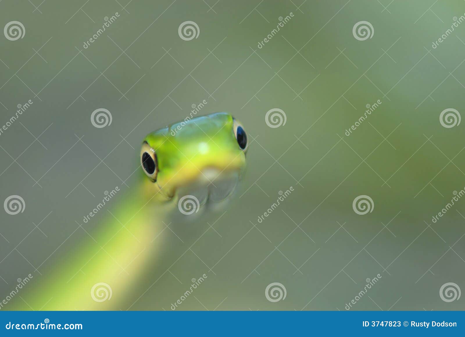 Opheodrys aestivus stock image. Image of aestivus, science - 3747823