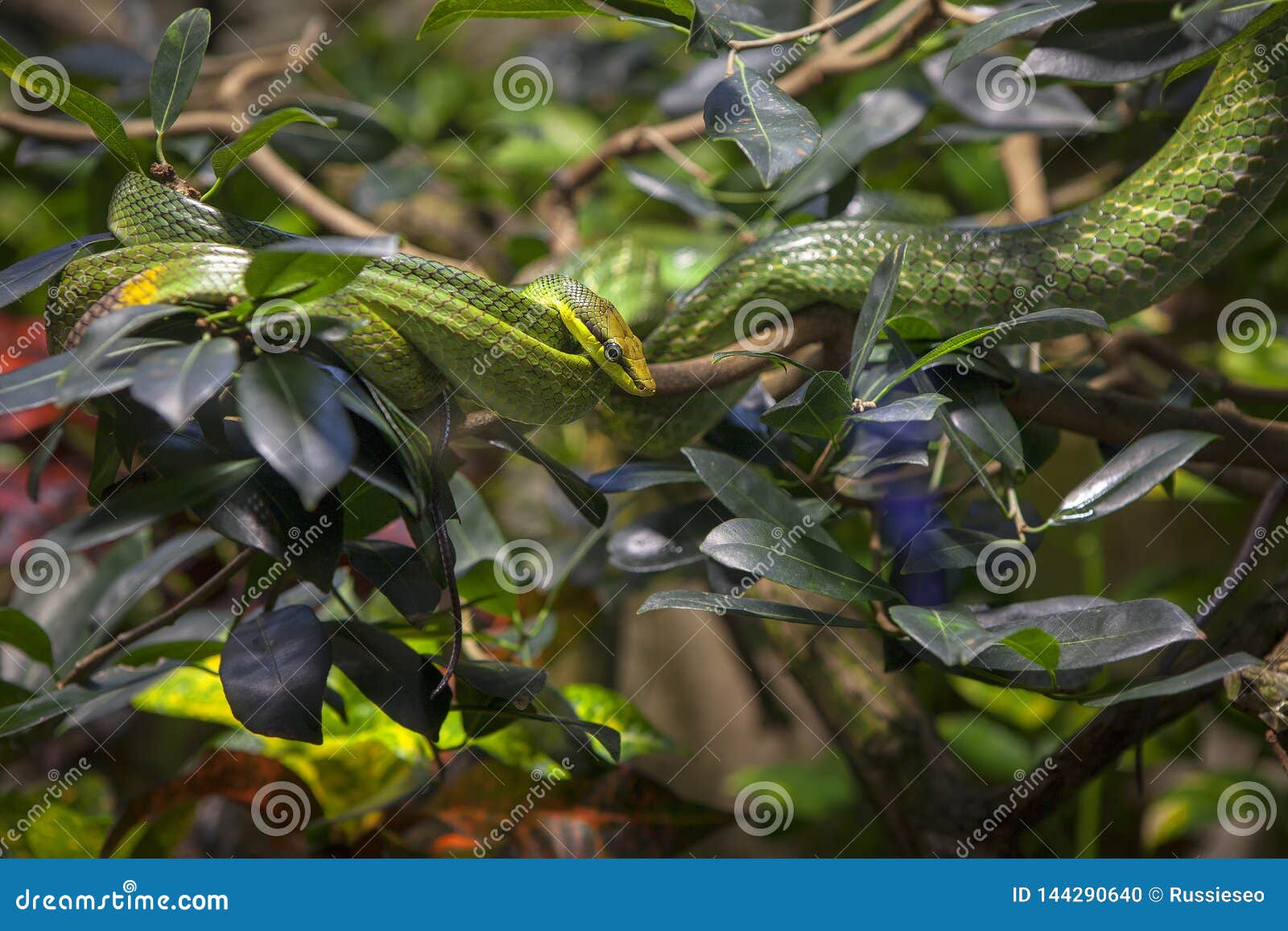 Opheodrys Aestivus stock photo. Image of leaf, outdoors - 144290640