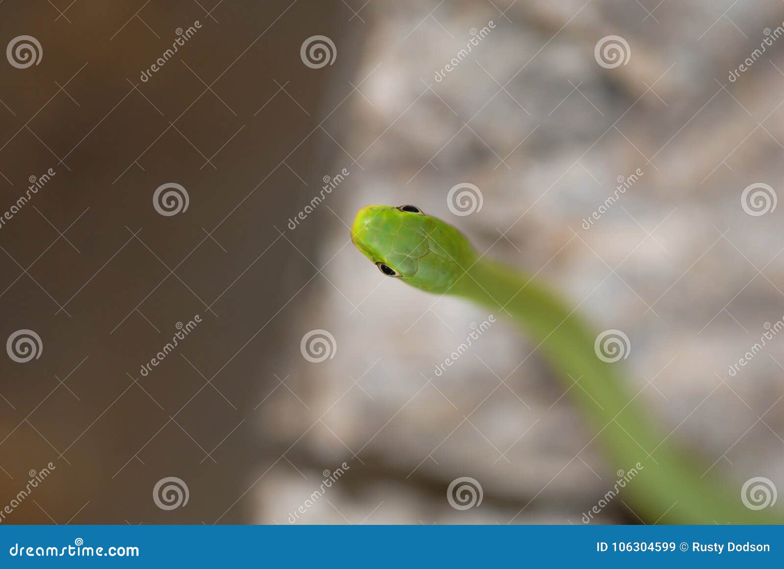 Opheodrys aestivus stock image. Image of grey, biology - 106304599