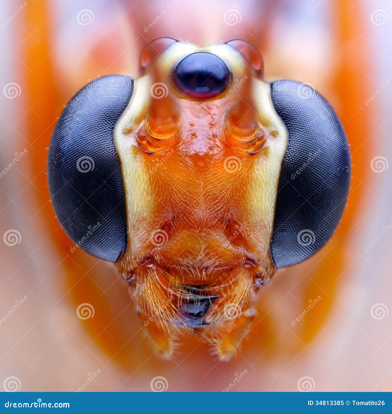 Luteus Wasp Photos - Free & Royalty-Free Stock Photos from Dreamstime