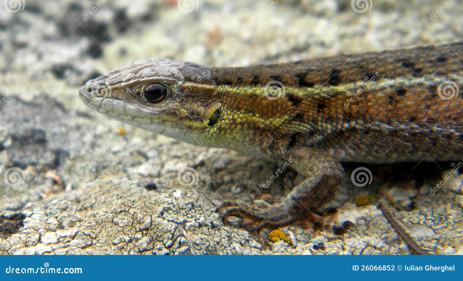 Ophisops Elegans - Snake-eyed Lizard Stock Photo - Image of lizards ...