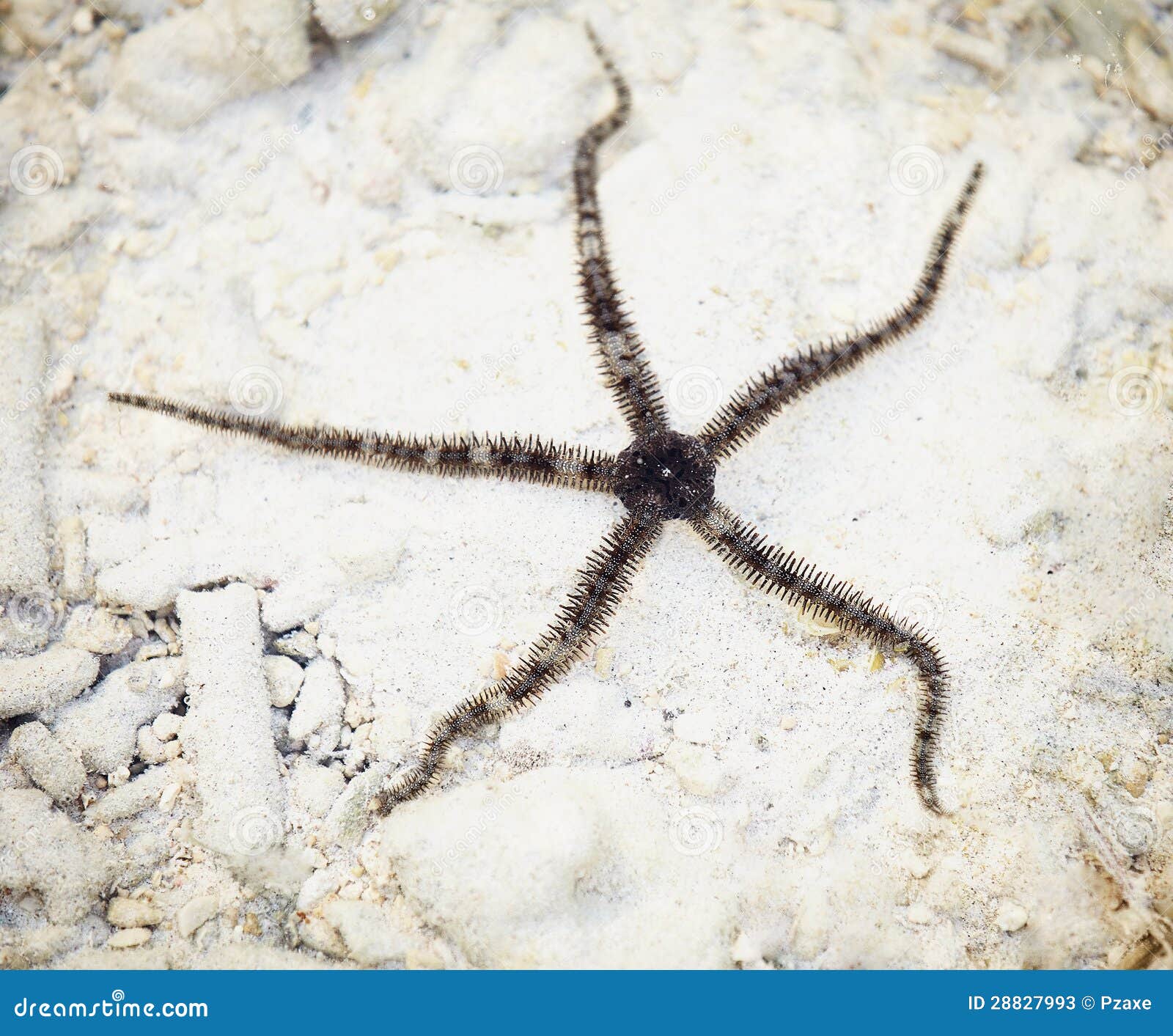 Ophiuroids starfish stock image. Image of nature, outdoors - 28827993
