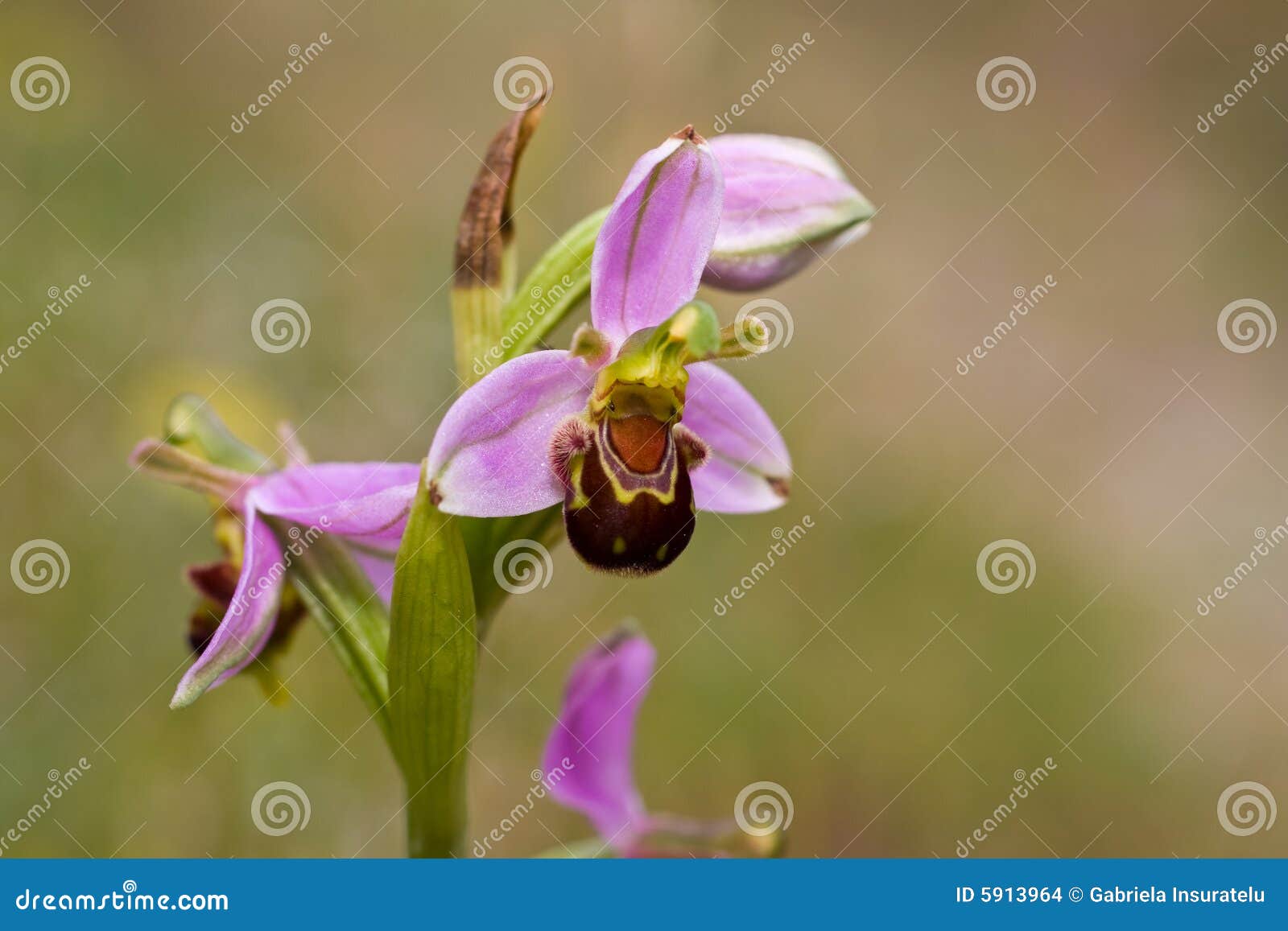 Ophrys Apifera foto de stock. Imagem de grécia, sazonal - 5913964