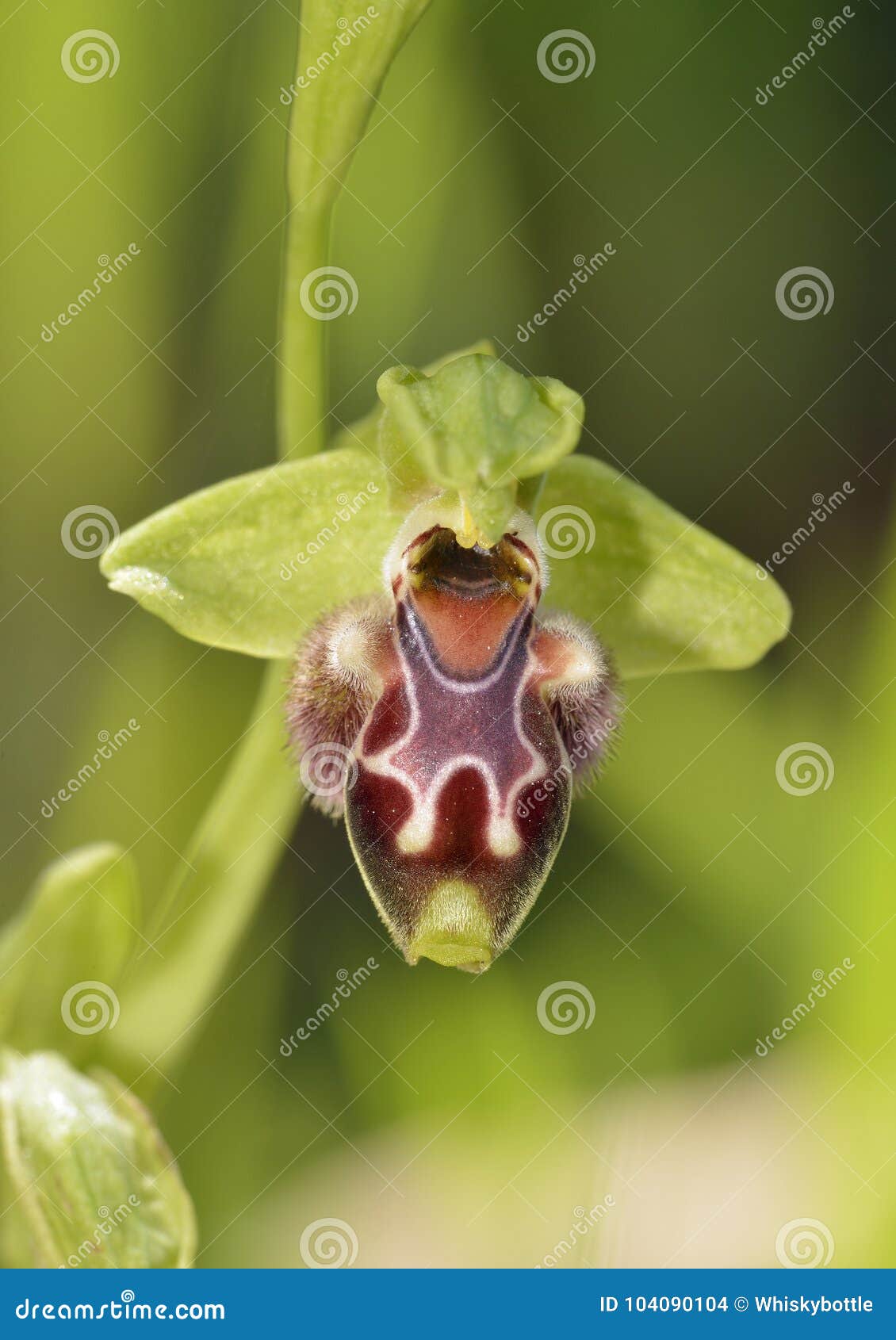 Ophrys attica stock photo. Image of mediterranean, cyprus - 104090104
