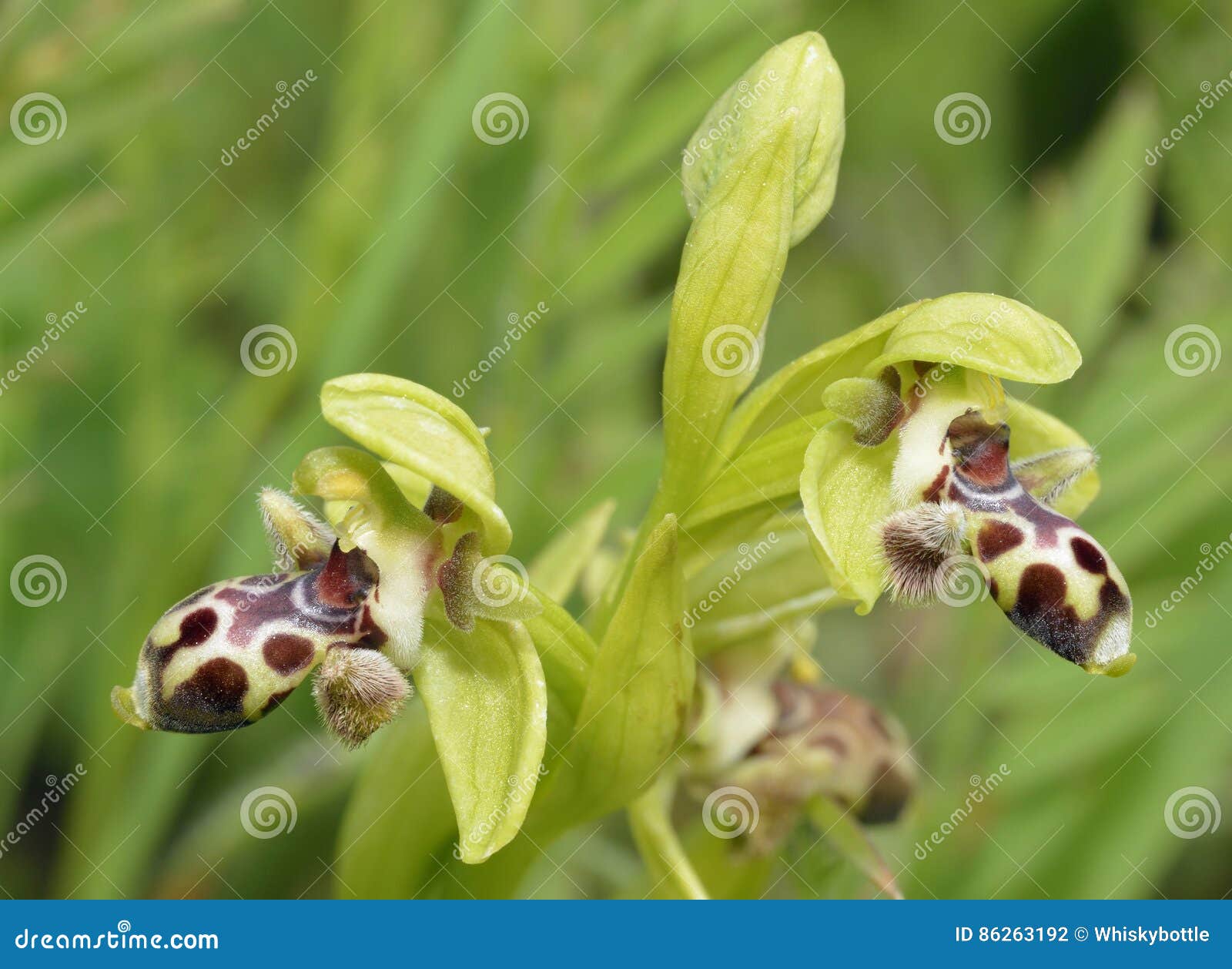 Ophrys attica Orchid stock photo. Image of horizontal - 86263192
