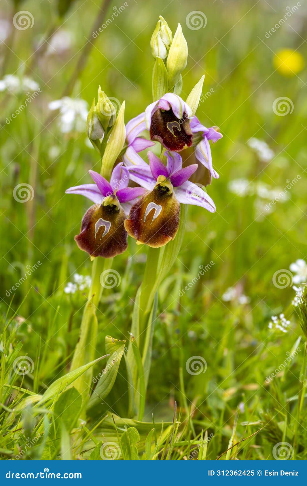 Ophrys Ferrum - Equinum, Horseshoe Bee - Orchid Stock Image - Image of ...