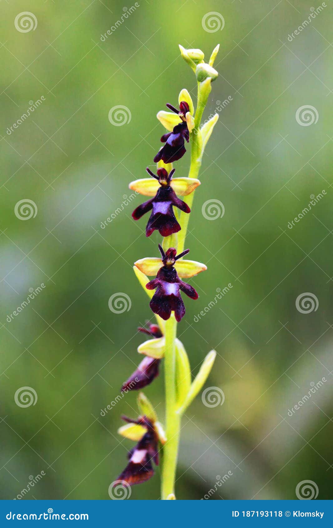 Ophrys Insectifera, the Fly Orchid, is a Species of Orchid Stock Photo ...