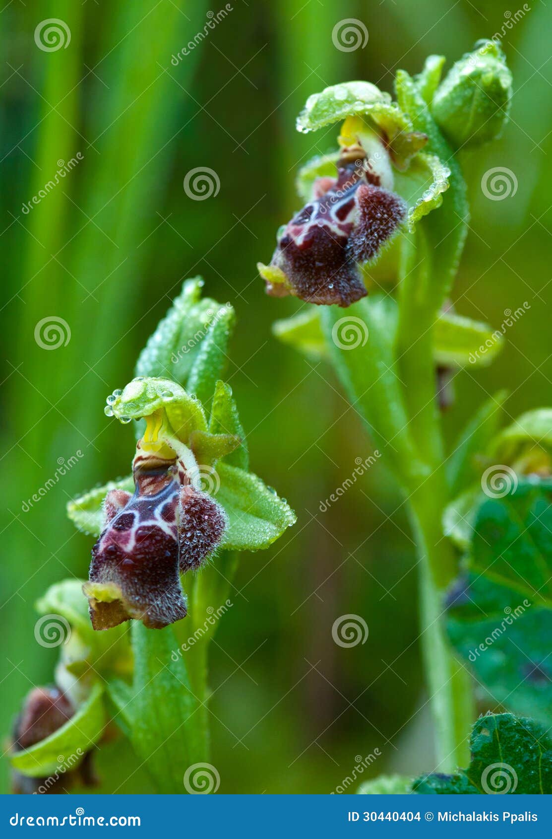 Wild Orchid flower stock photo. Image of kotschyi, blossom - 30440404