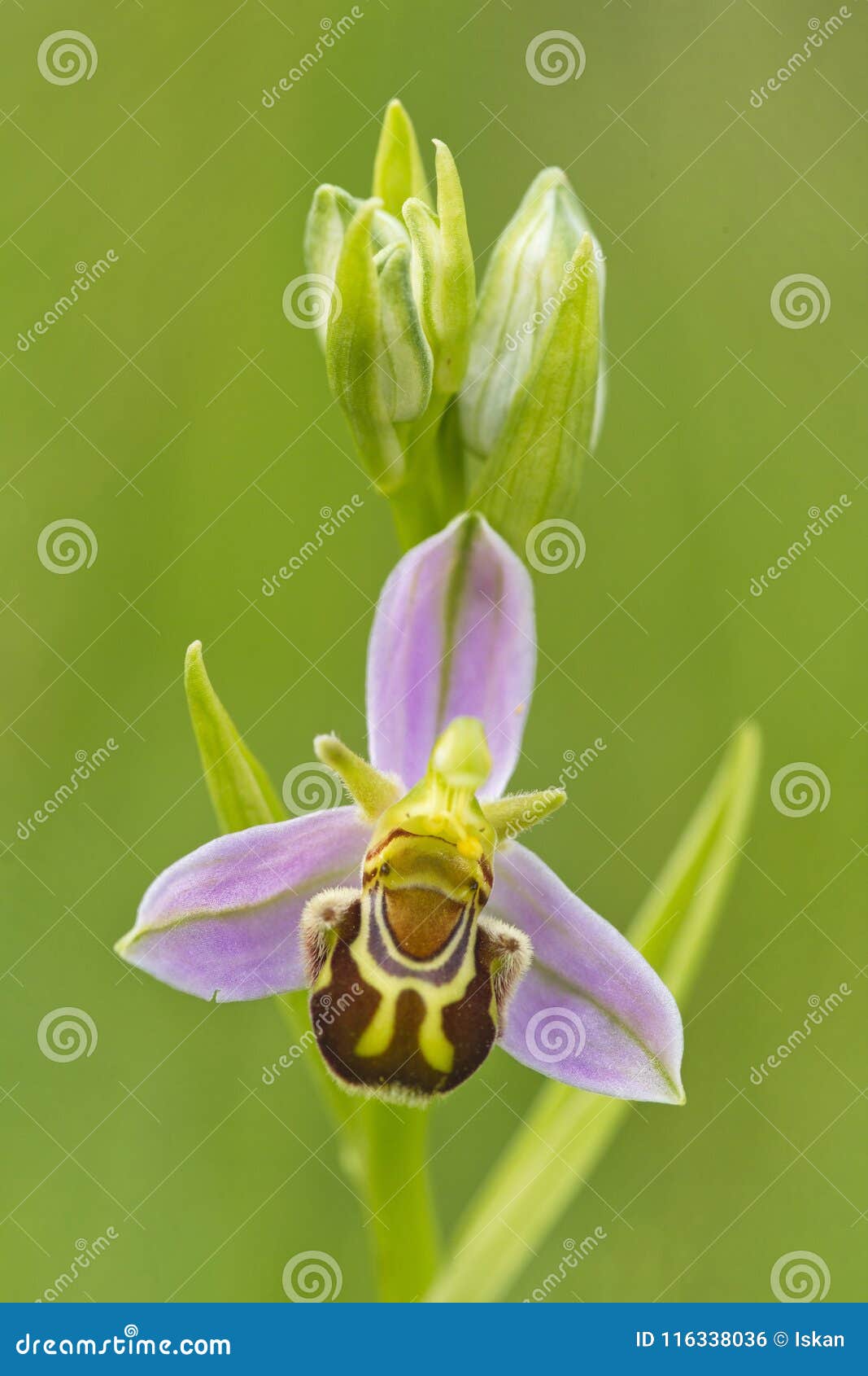 Ophrys scolopax stock photo. Image of color, basque - 116338036