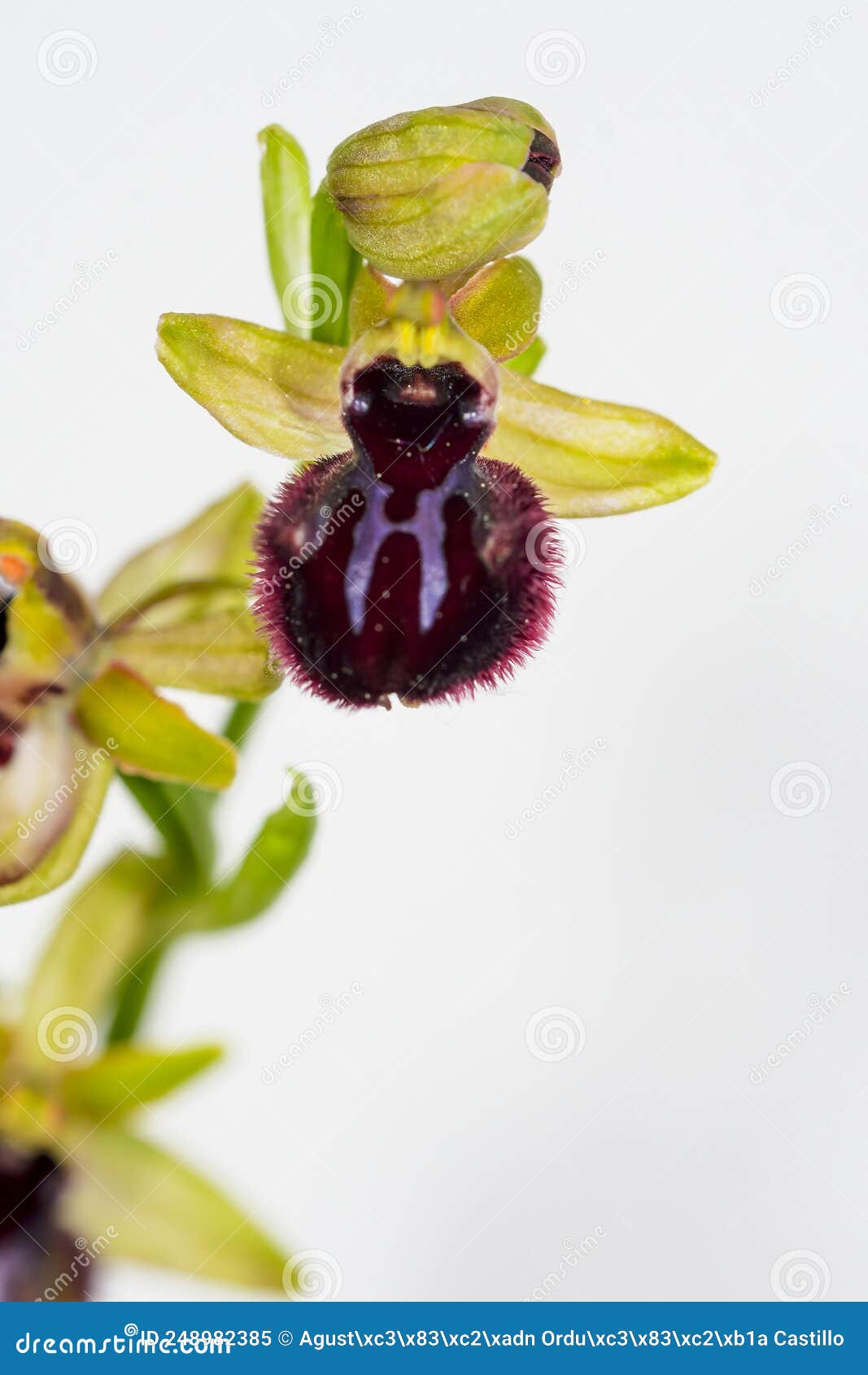 Ophrys Sphegodes is a Species of the Genus Ophrys. they are Orchids of ...