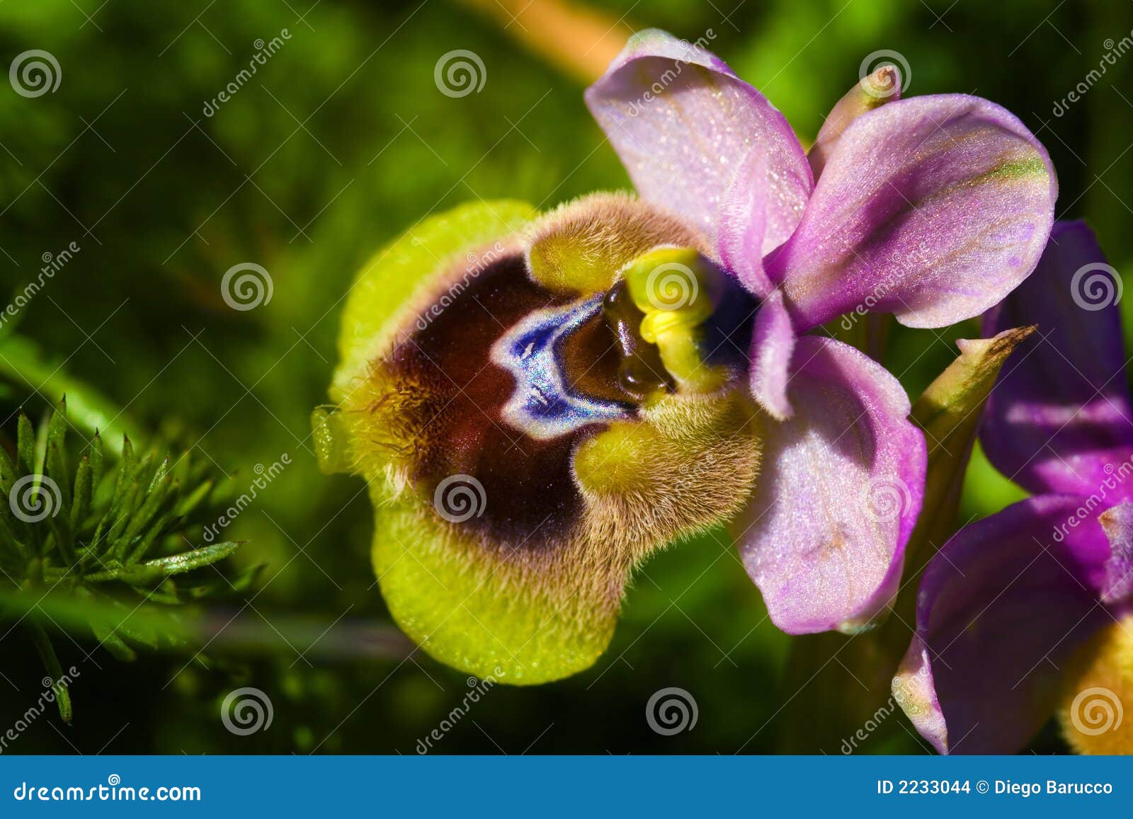 Ophrys Tenthredinifera stock photo. Image of background - 2233044