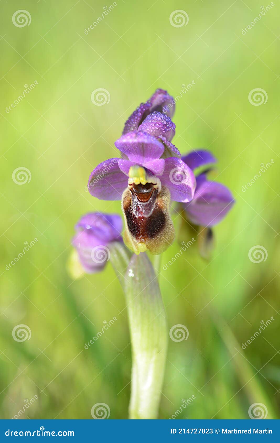 Ophrys Tenthredinifera or Bee Flower Orchid Stock Image - Image of ...