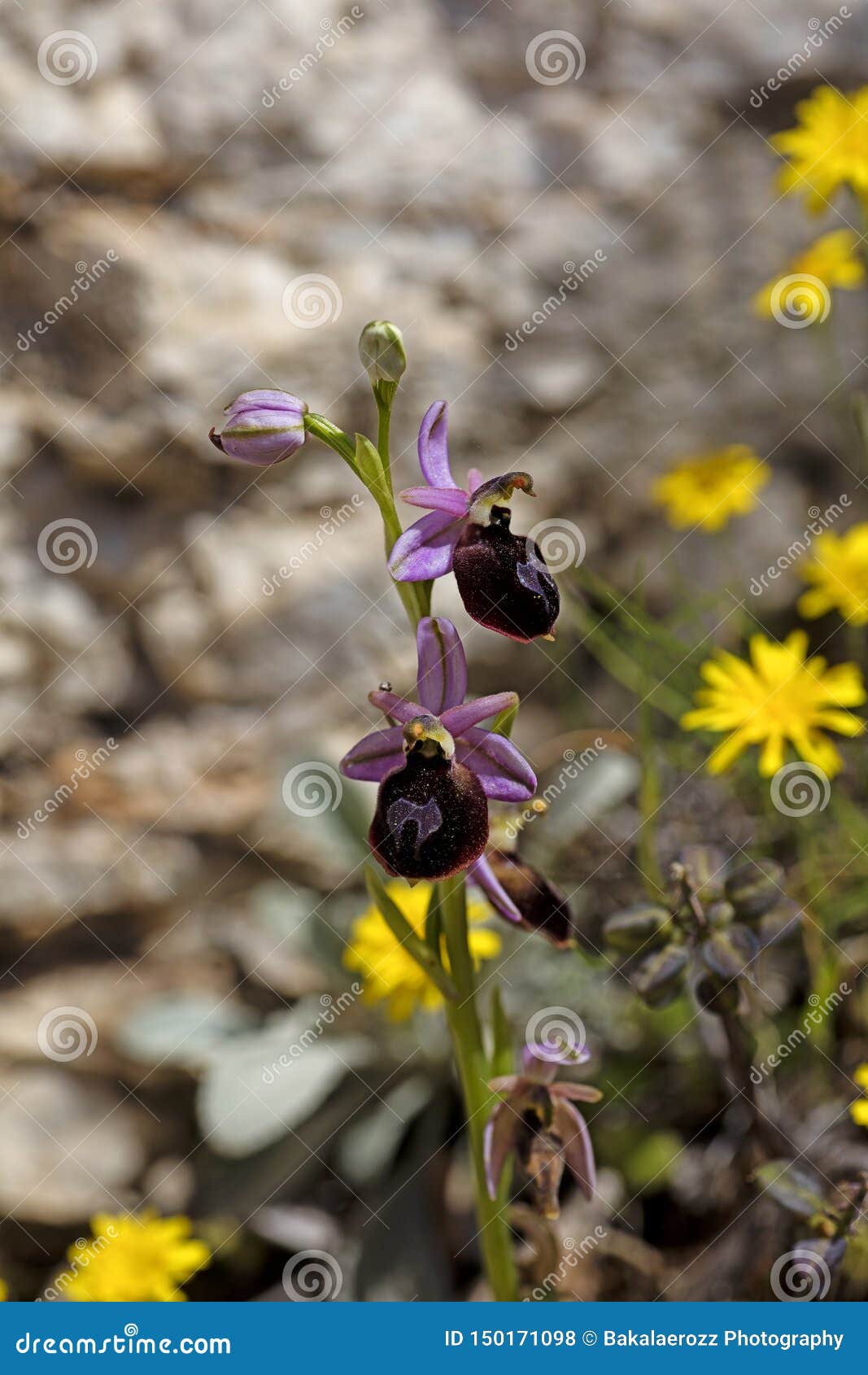 Ophrys Wild Flower Macro Background High Quality 50,6 Megapixels Stock ...