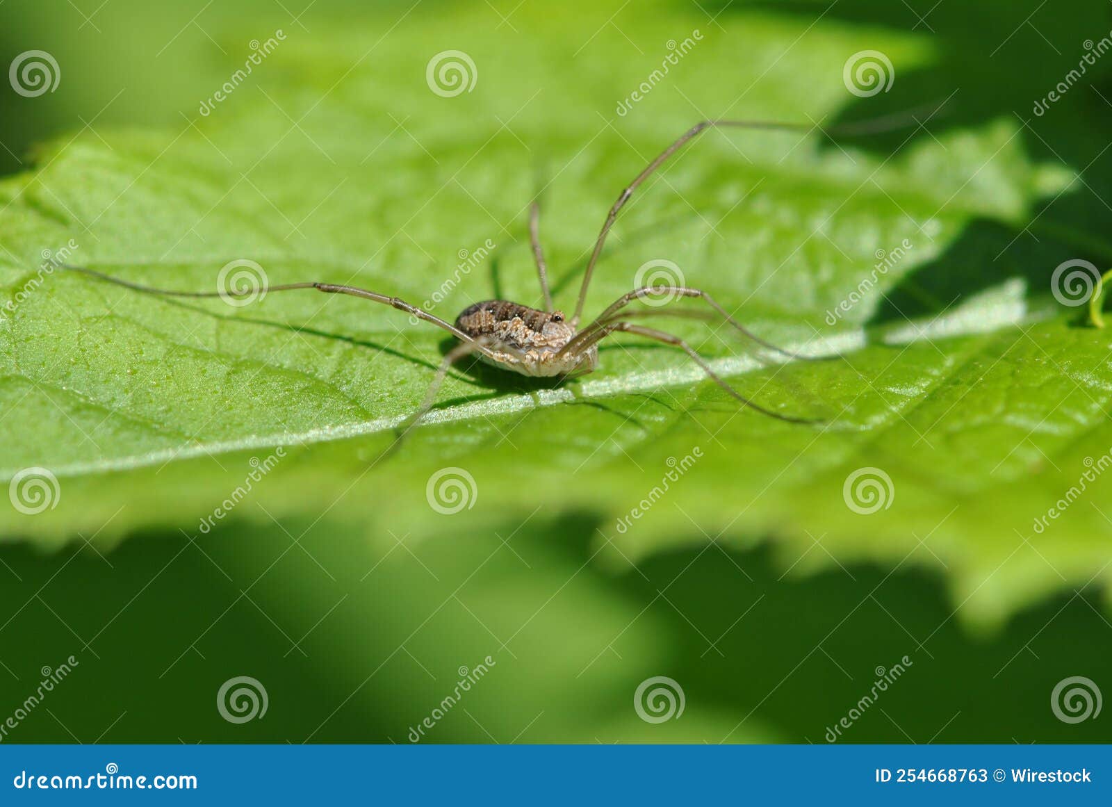Opilio Parietinus Harvestman Insect on a Green Leaf Stock Image - Image ...