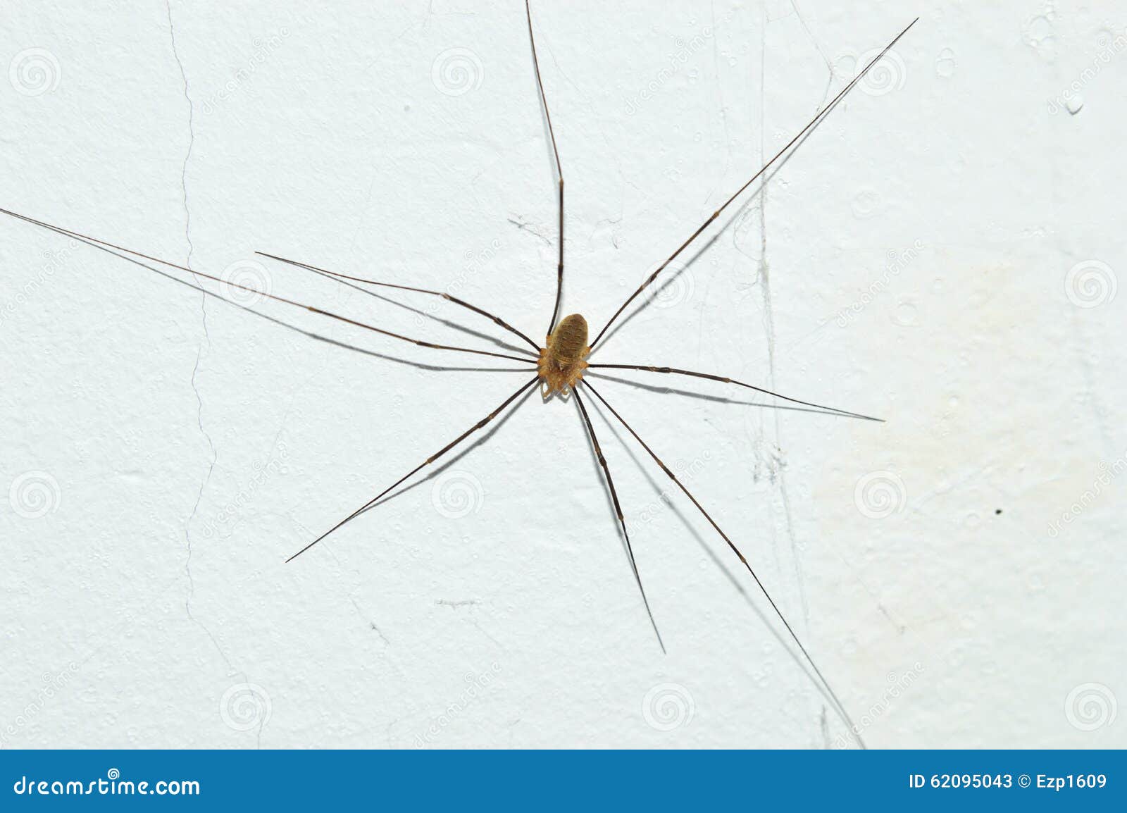 Opilio Parietinus Stock Photos - Free & Royalty-Free Stock Photos from ...