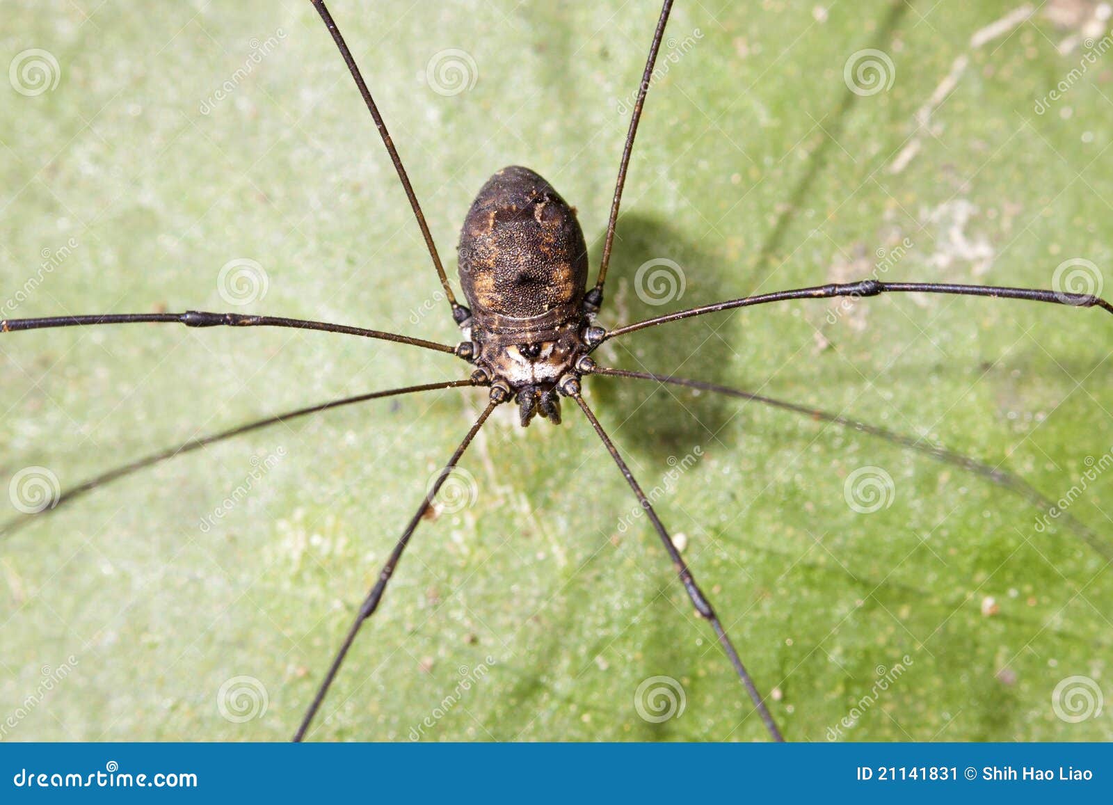 Opiliones stock image. Image of hunting, closeup, detail - 21141831